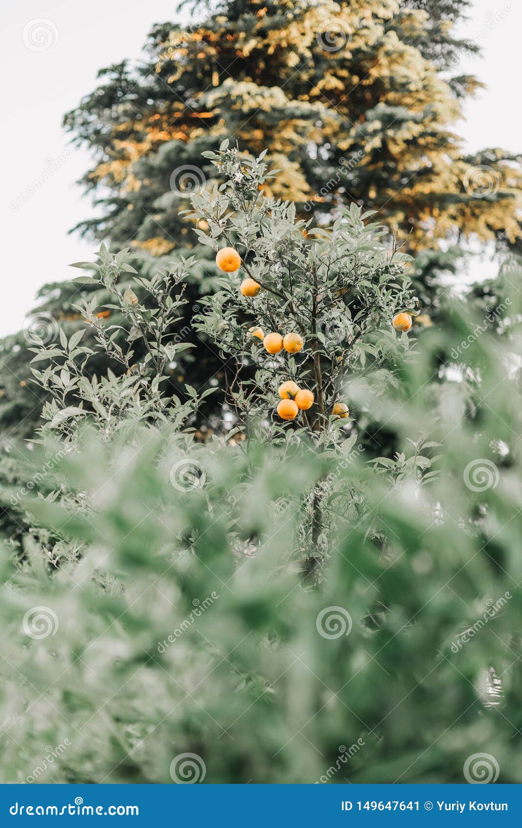 Small Tangerine Tree Fruits Background Large Tree Stock Image - Image ...