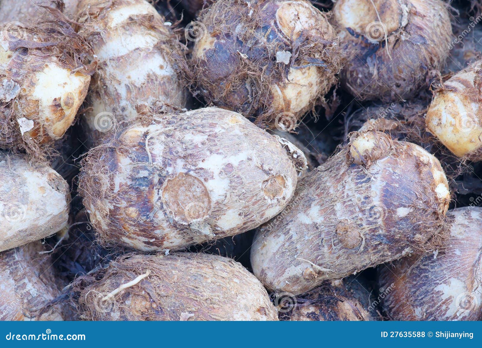 Small Taro Root Crops, Also Known As Gabi In The Philippines Stock ...