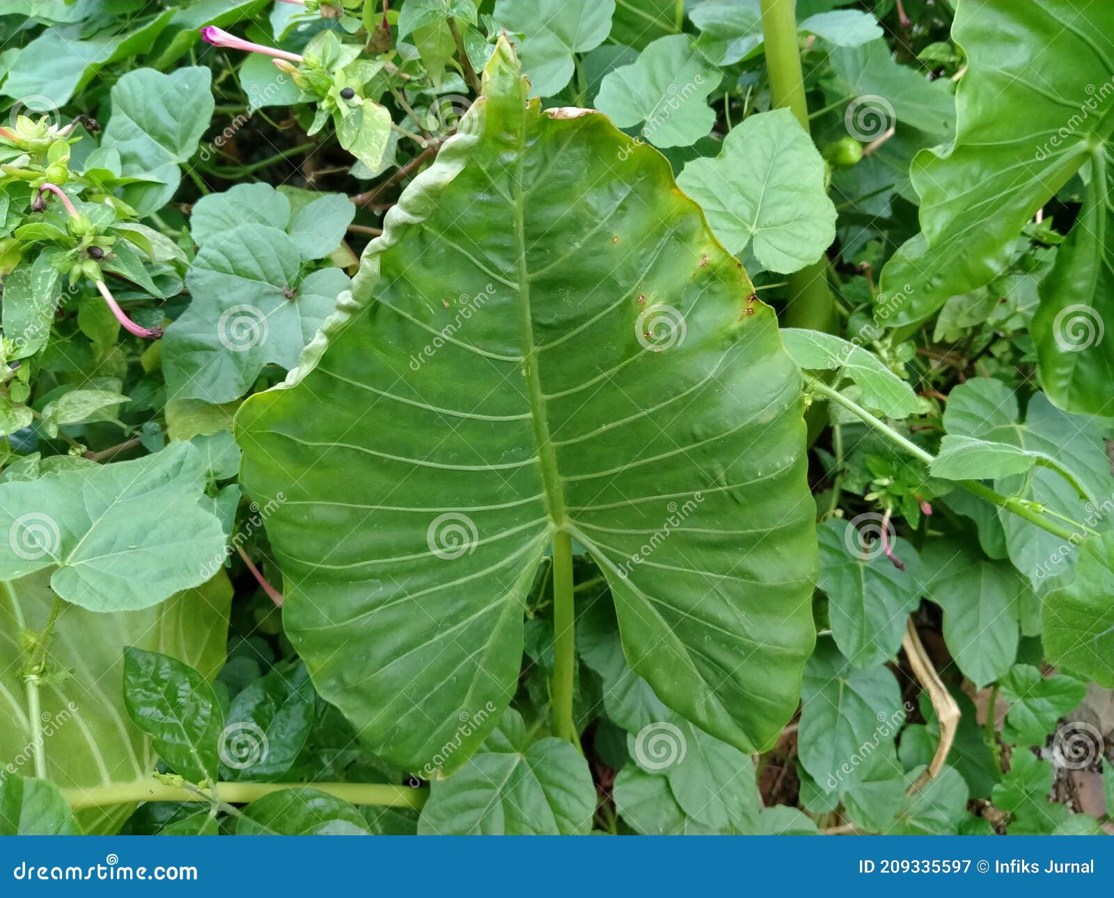 Small Taro Root Crops, Also Known As Gabi In The Philippines Stock ...