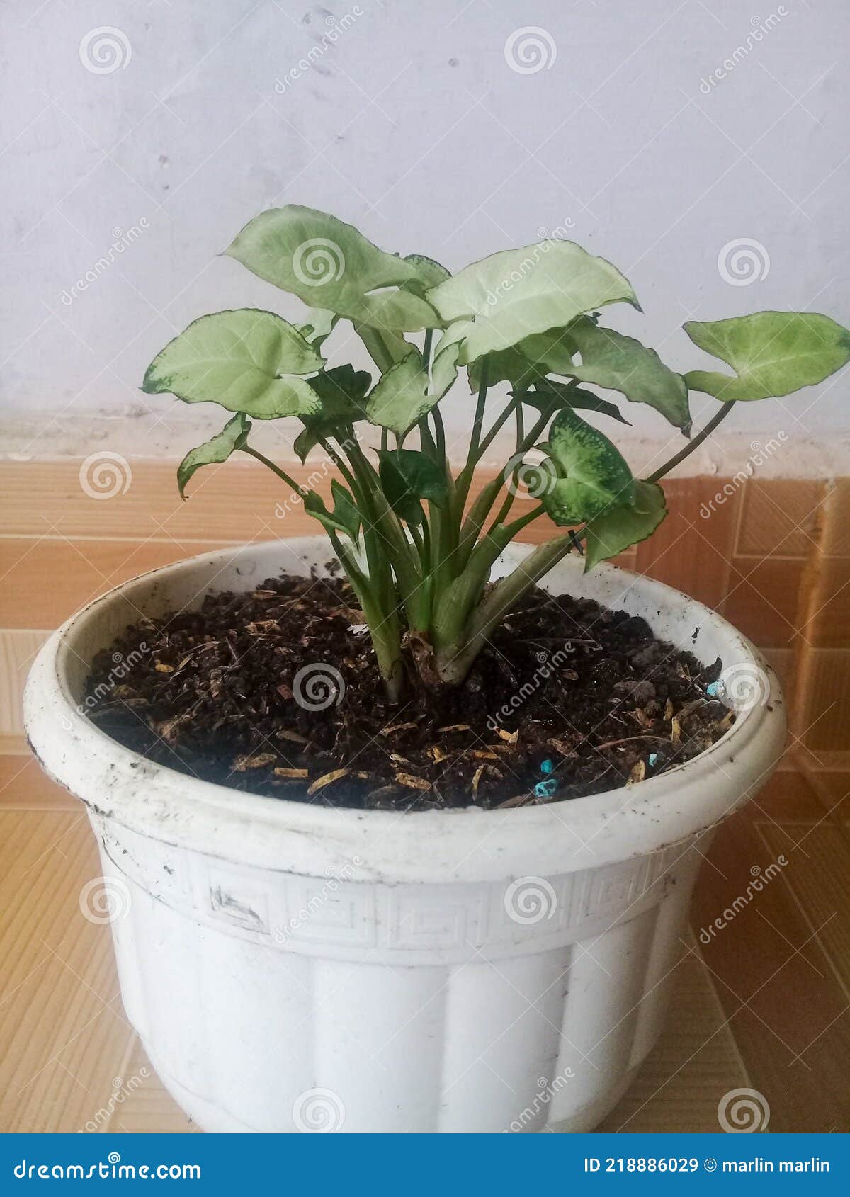 Small Taro Root Crops, Also Known As Gabi In The Philippines Stock ...