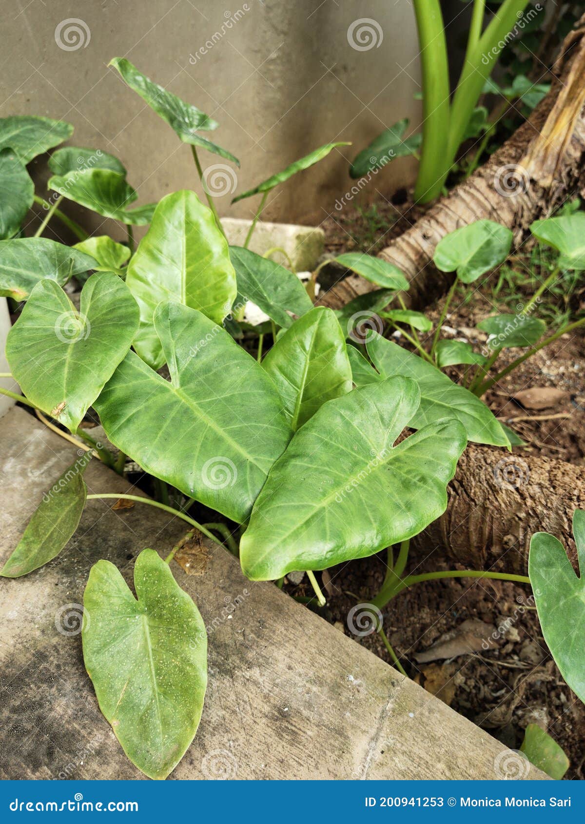 Small Taro Root Crops, Also Known As Gabi In The Philippines Stock ...