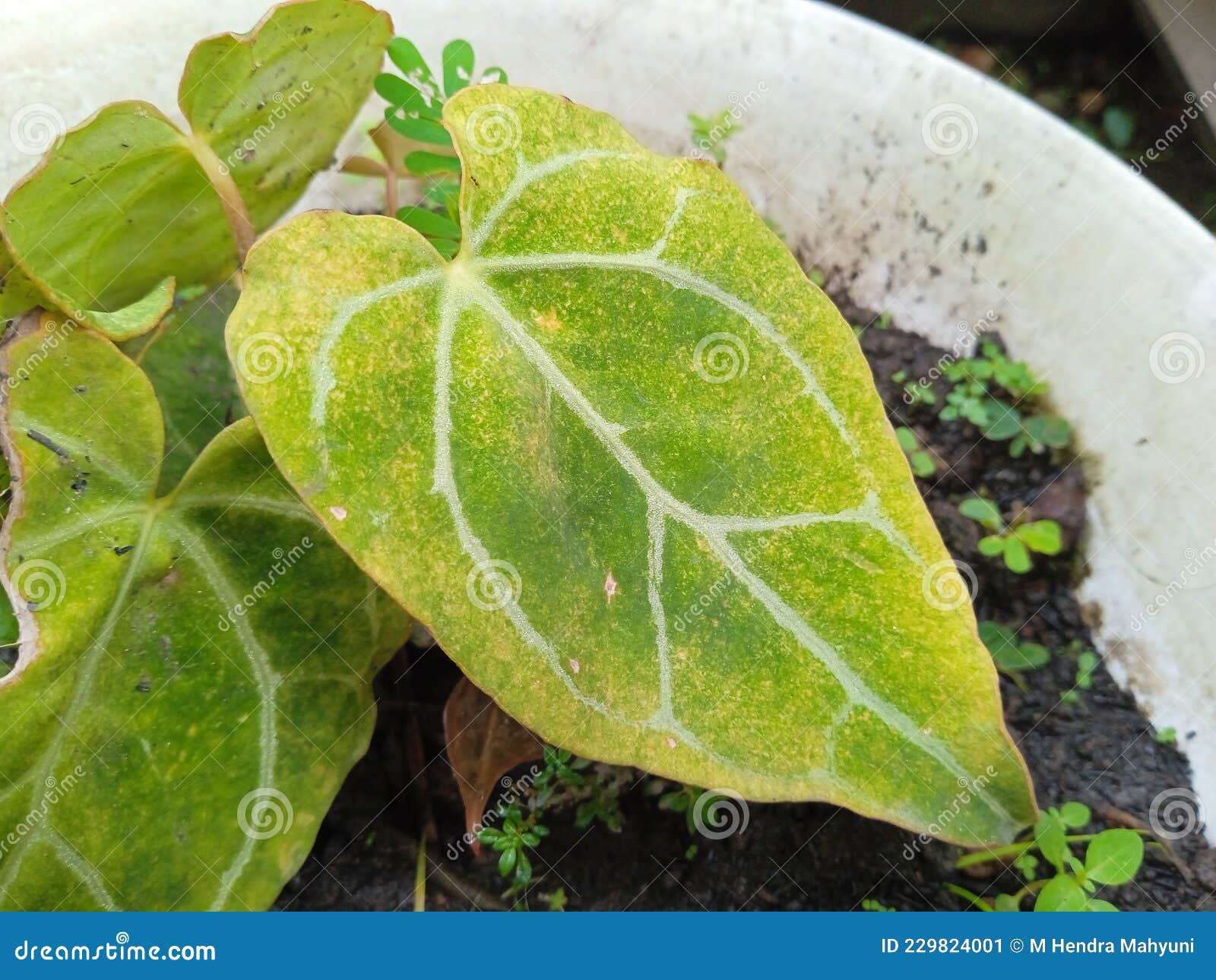 Small Taro Plants in the Pot Stock Image - Image of produce, wildflower ...