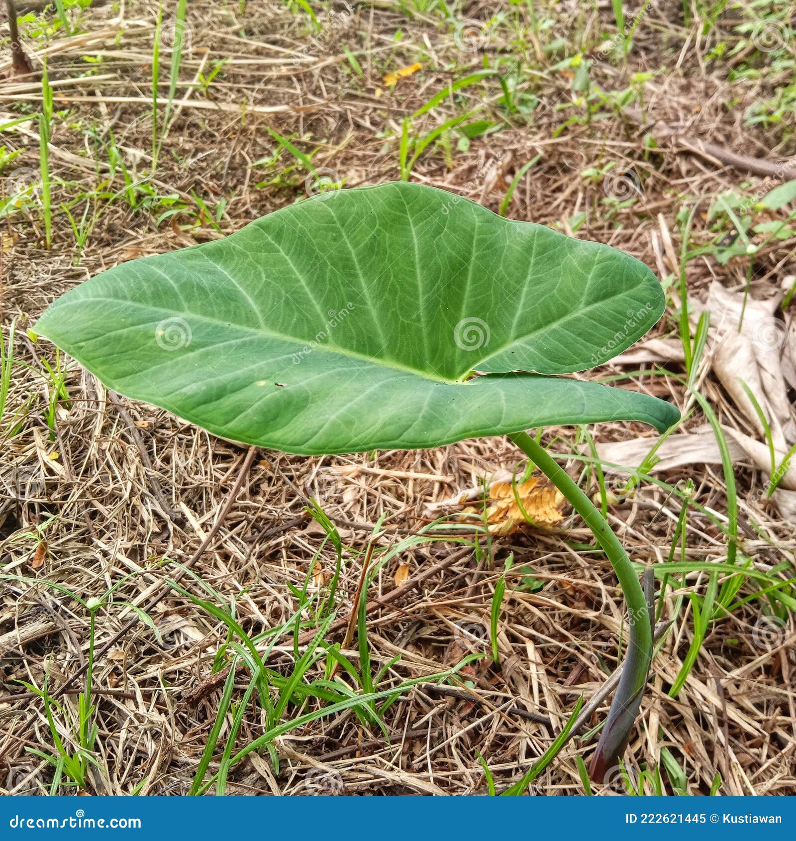 Small taro tree stock image. Image of small, leaf, stalk - 222621445