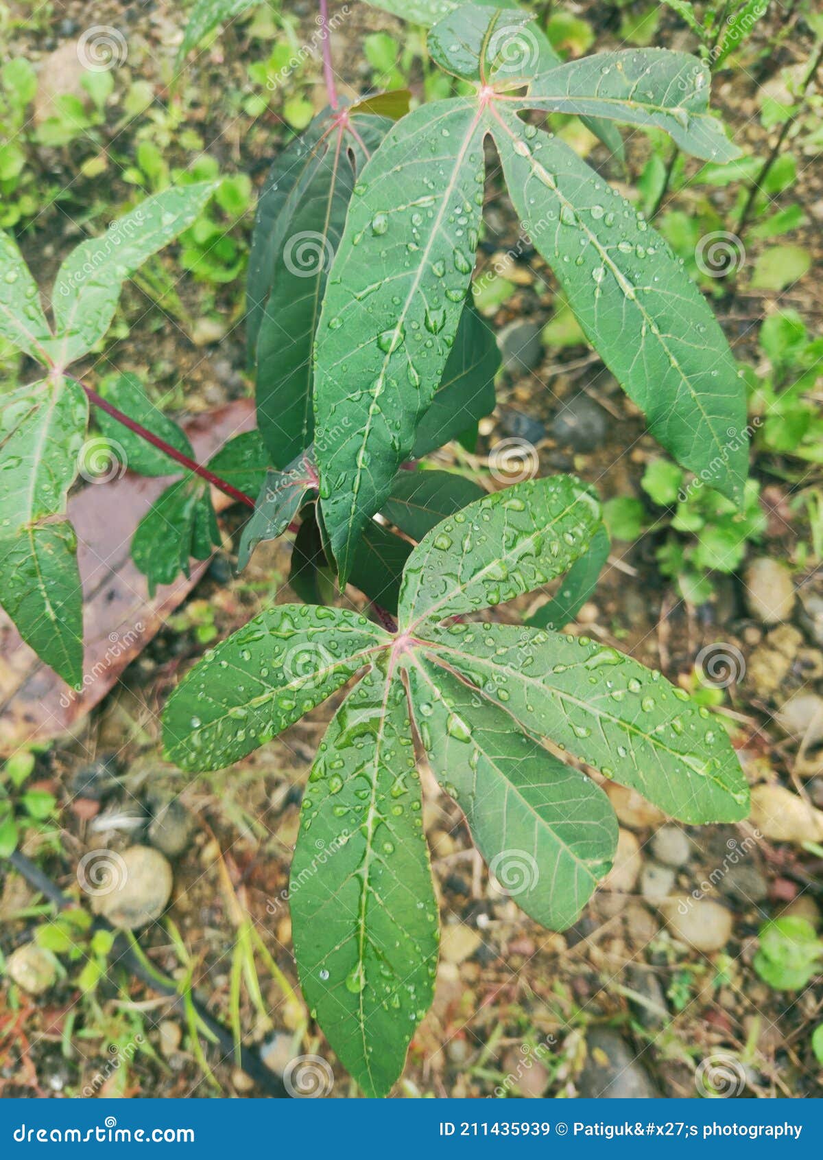 A Small Taro Tree with Rainwater Still on Its Leaves Stock Image ...