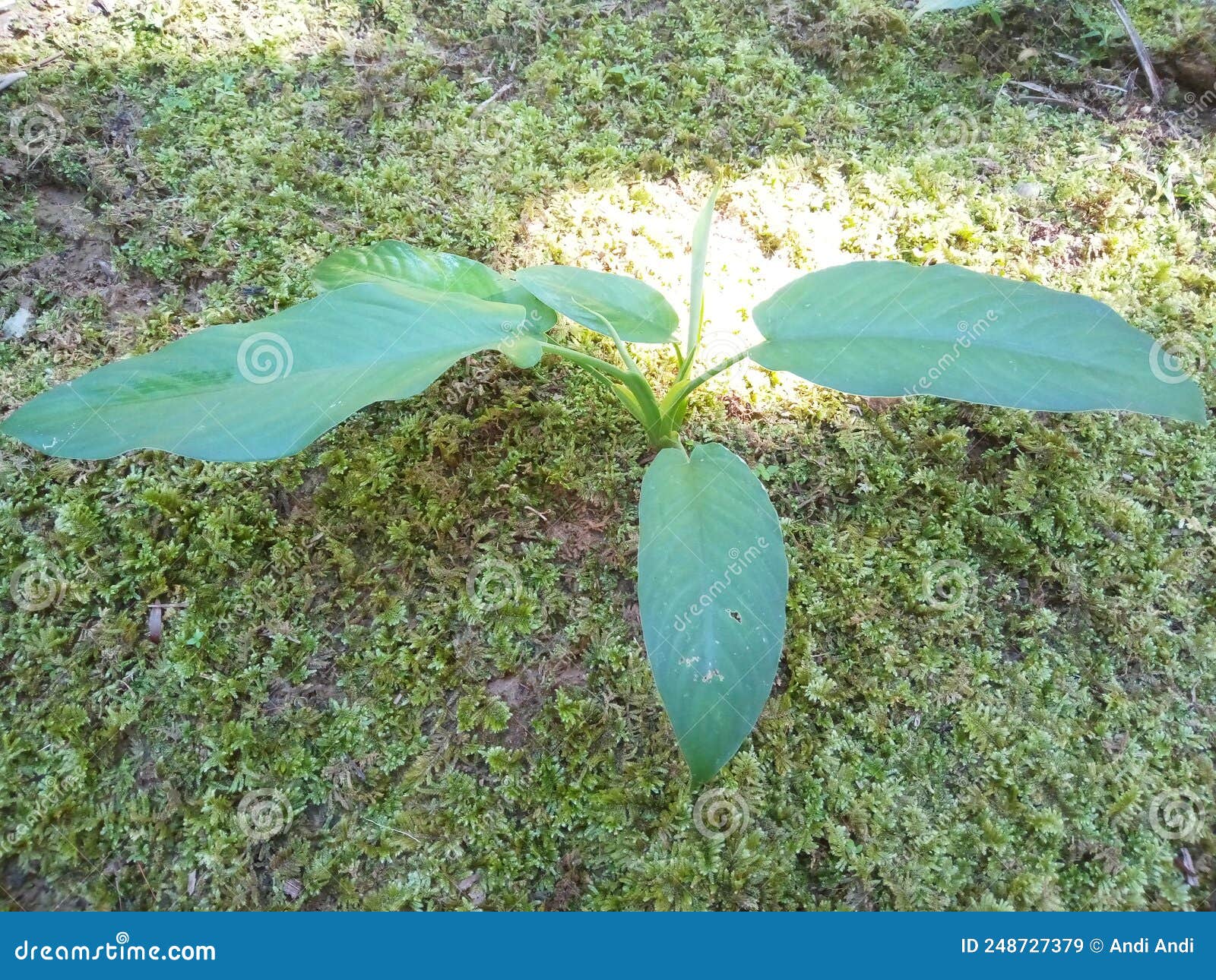 Small taro tree stock image. Image of jungle, woodland - 248727379