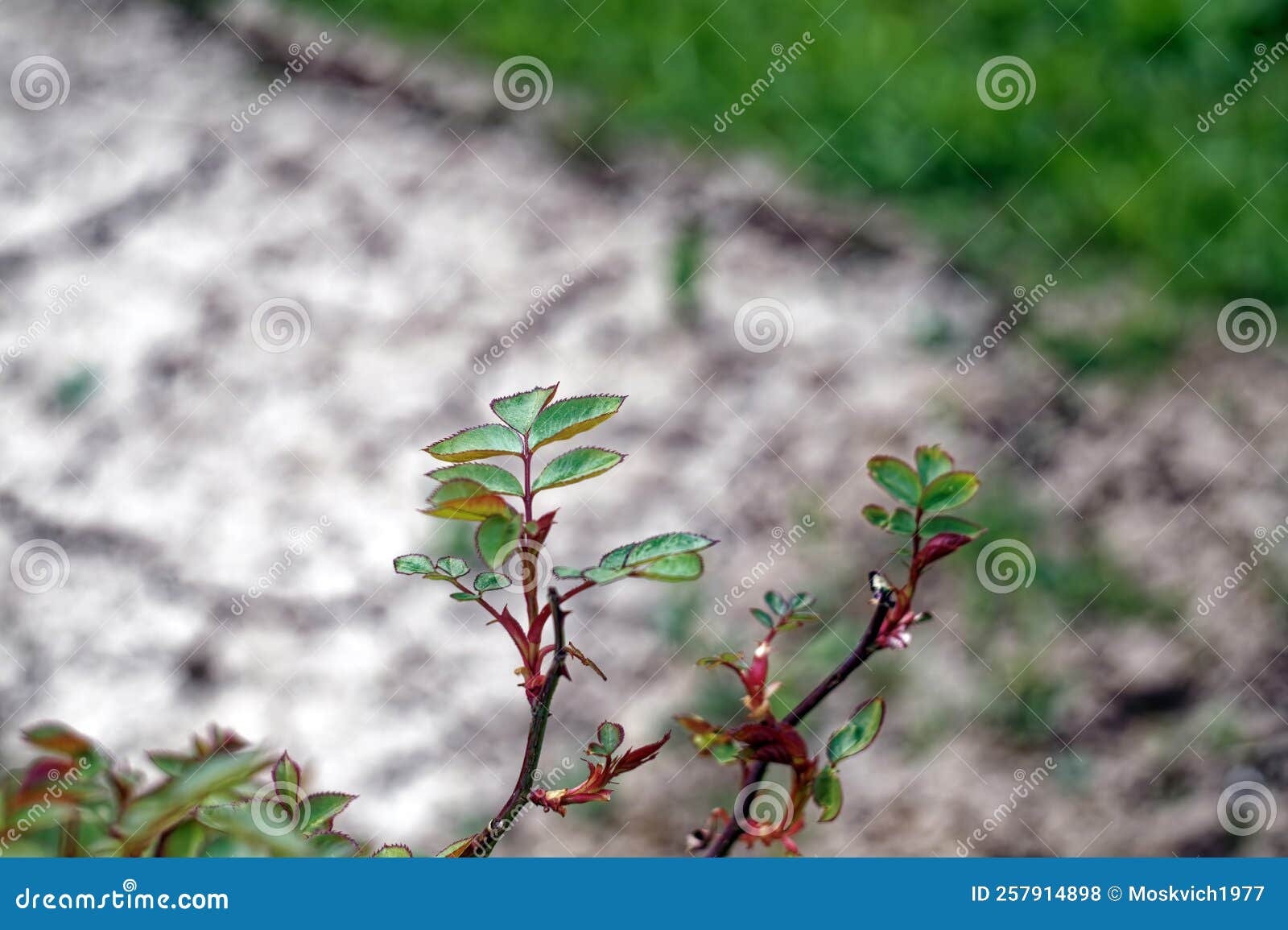 Small Tea Rose Leaves in the Flower Bed Stock Photo - Image of garden ...