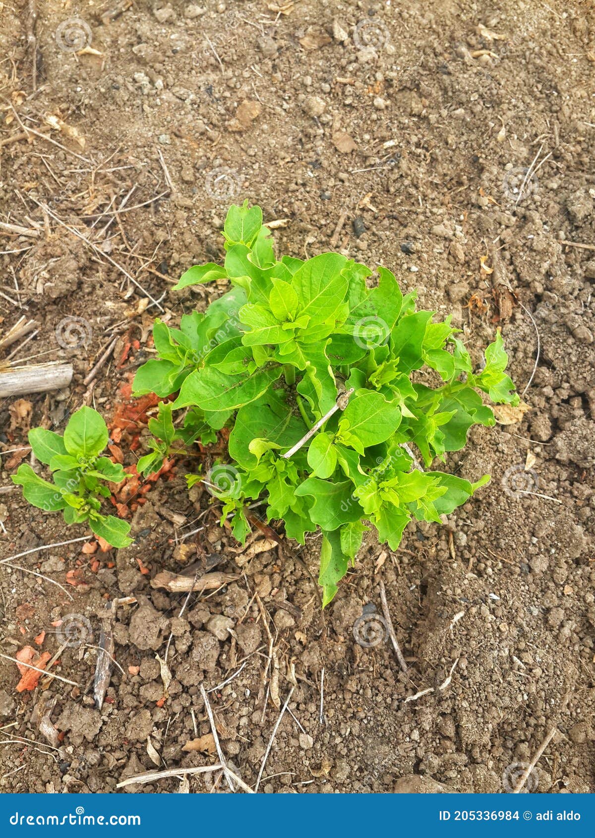 Small Teak Trees on Garden Land Stock Photo - Image of yard, trees ...