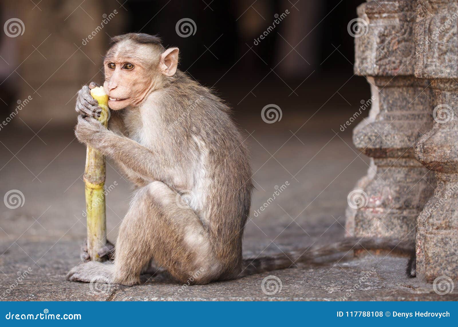 Monkey Regales on a Stalk of a Sugar Cane Stock Photo - Image of jungle ...