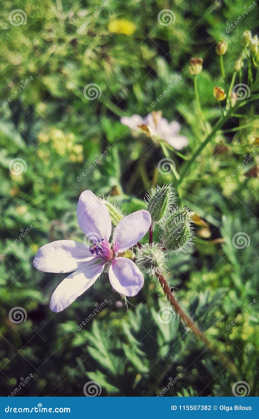 Small tender flower stock photo. Image of tender, nature - 115507382