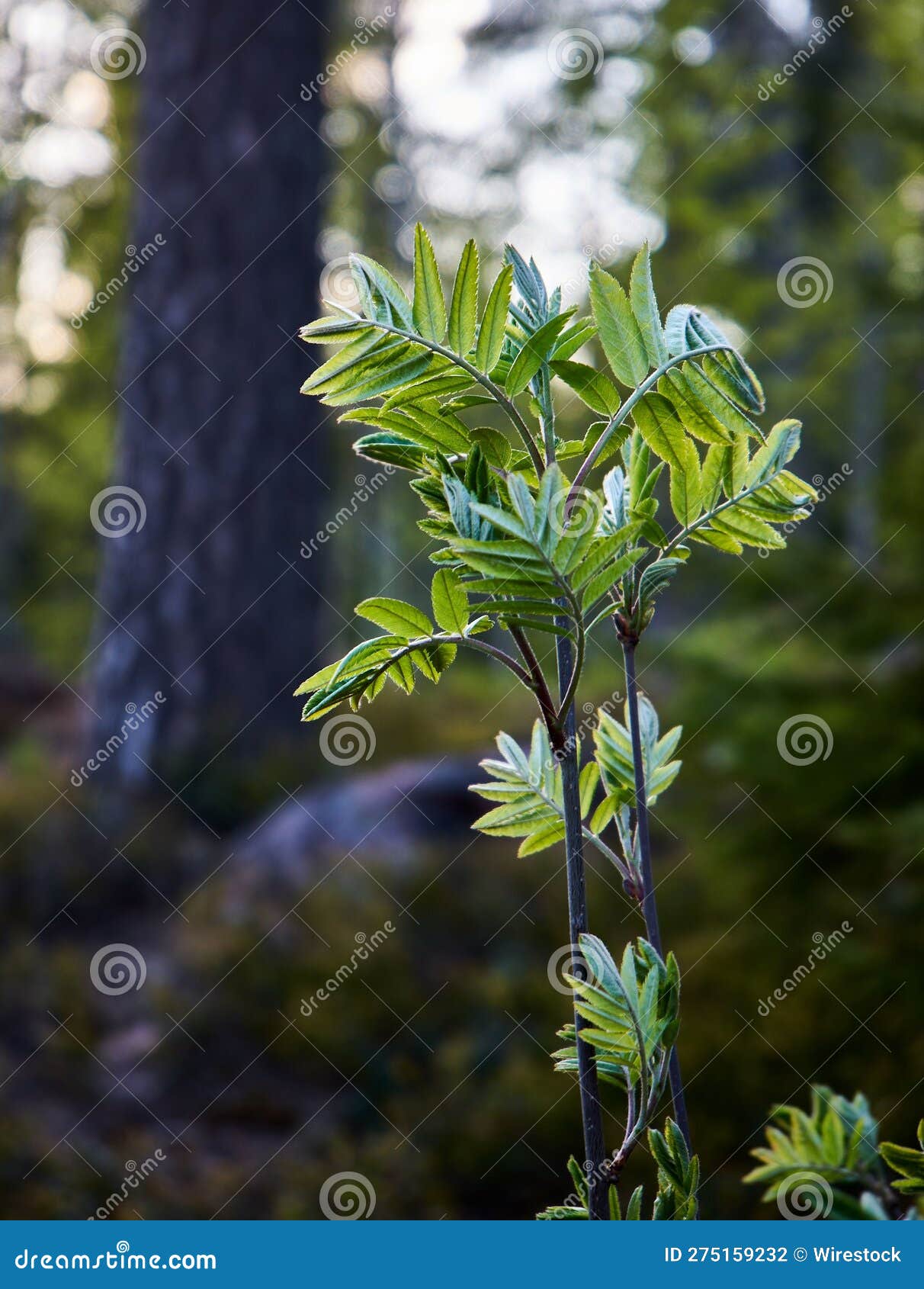 Small, Tender Sapling Growing in a Lush, Forest Environment Stock Photo ...