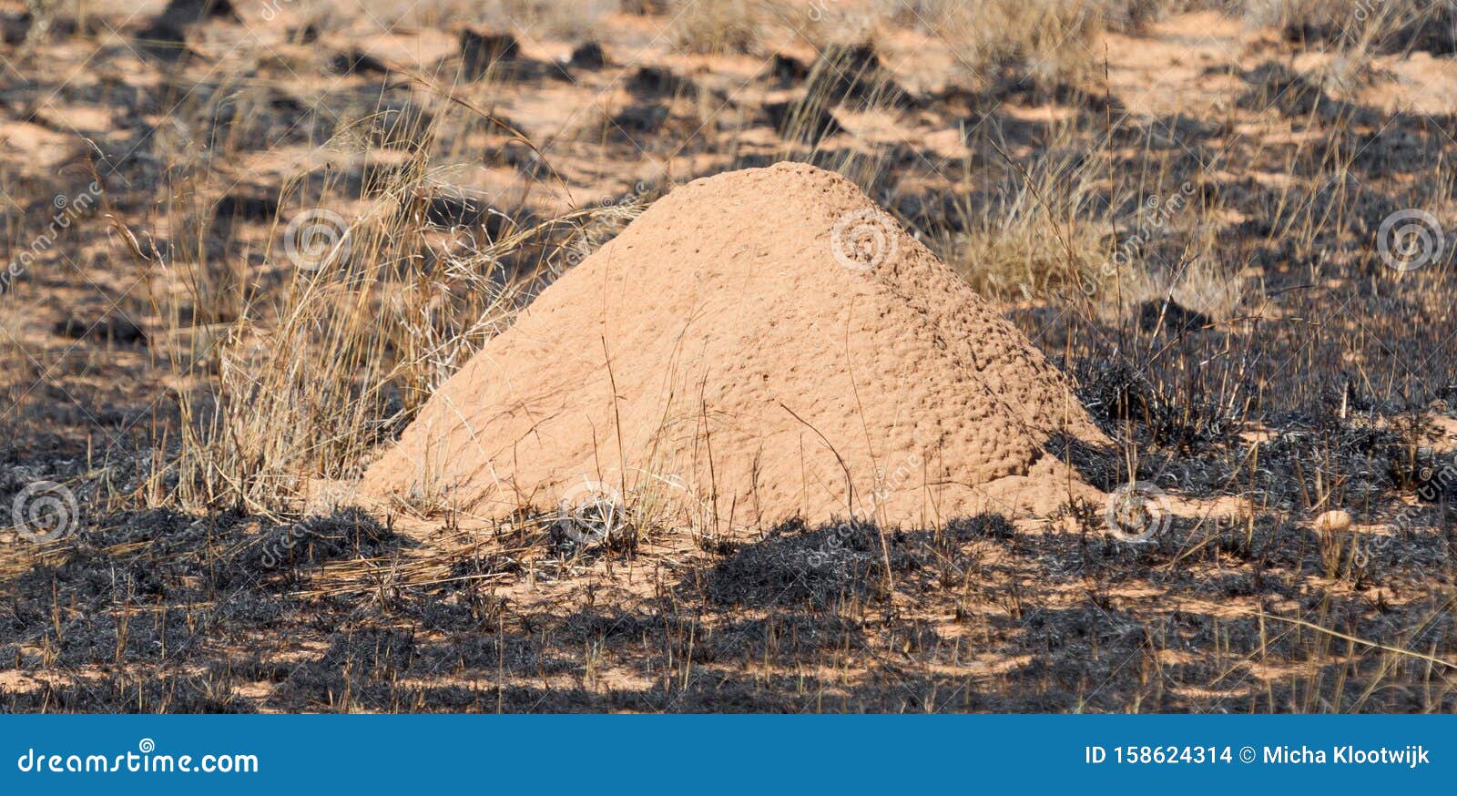 Small Termite Hill in a Burned Area Stock Photo - Image of madagascar ...