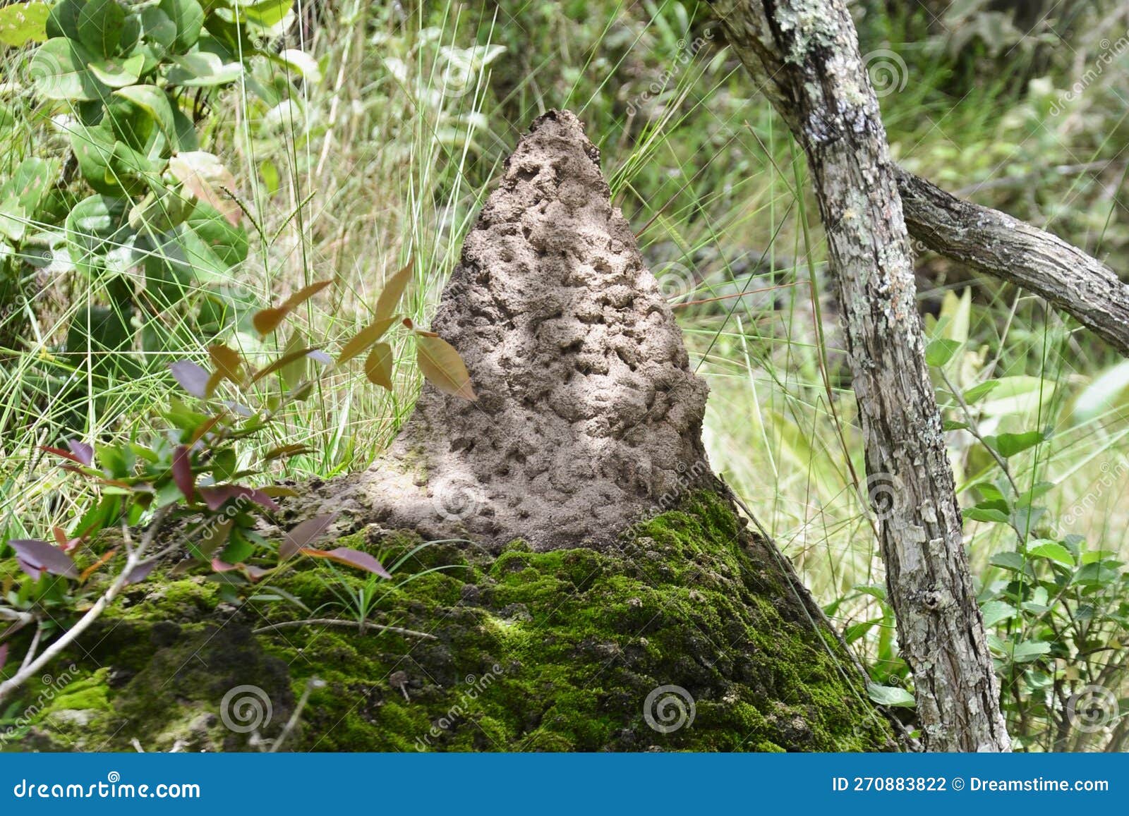 A Small Termite Mound Growing on Top of Another Termite Mound in the ...