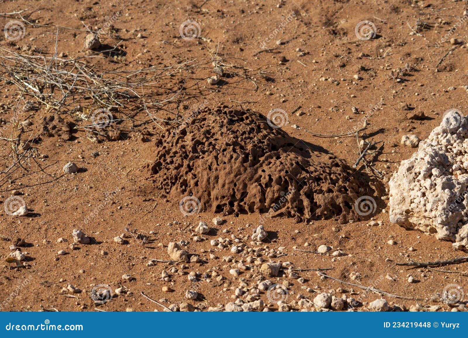Small termite mound stock photo. Image of small, desert - 234219448