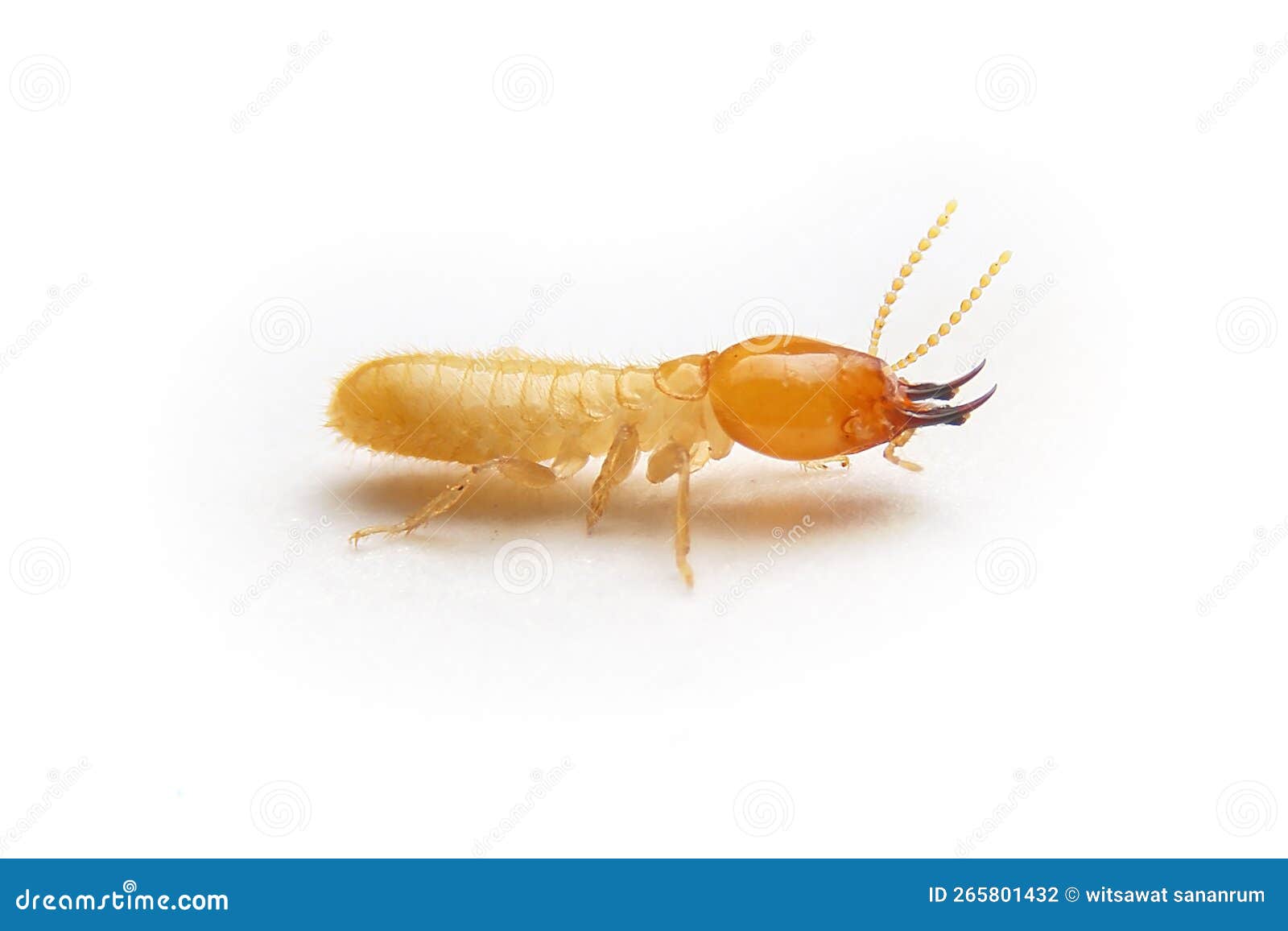 The Small Termite on White Background. Side View of the Termites ...