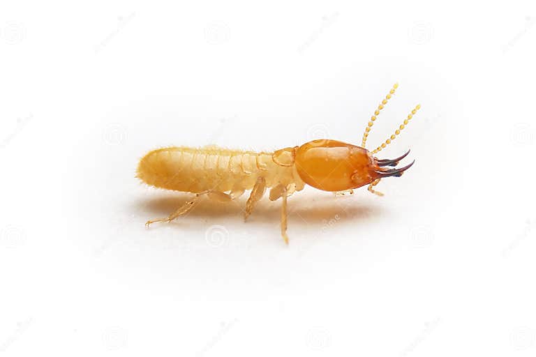 The Small Termite on White Background. Side View of the Termites ...