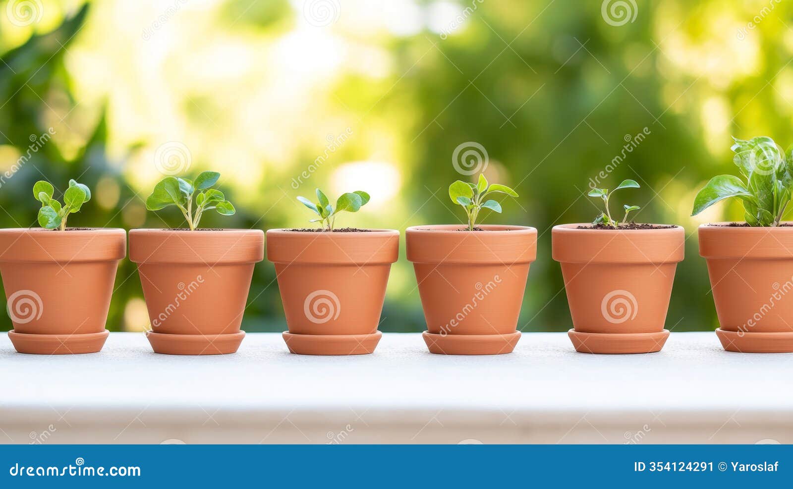 Small Terracotta Pots with Seedlings Growing Inside, Showing Different ...