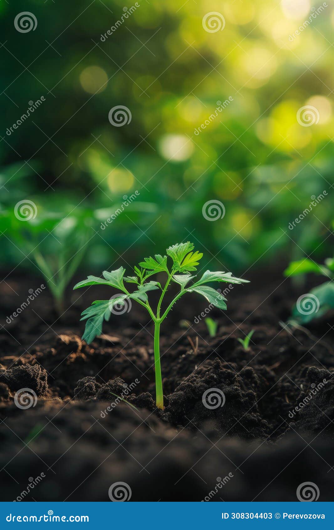 A Small Terrestrial Plant is Emerging from the Soil, Springtime Concept ...