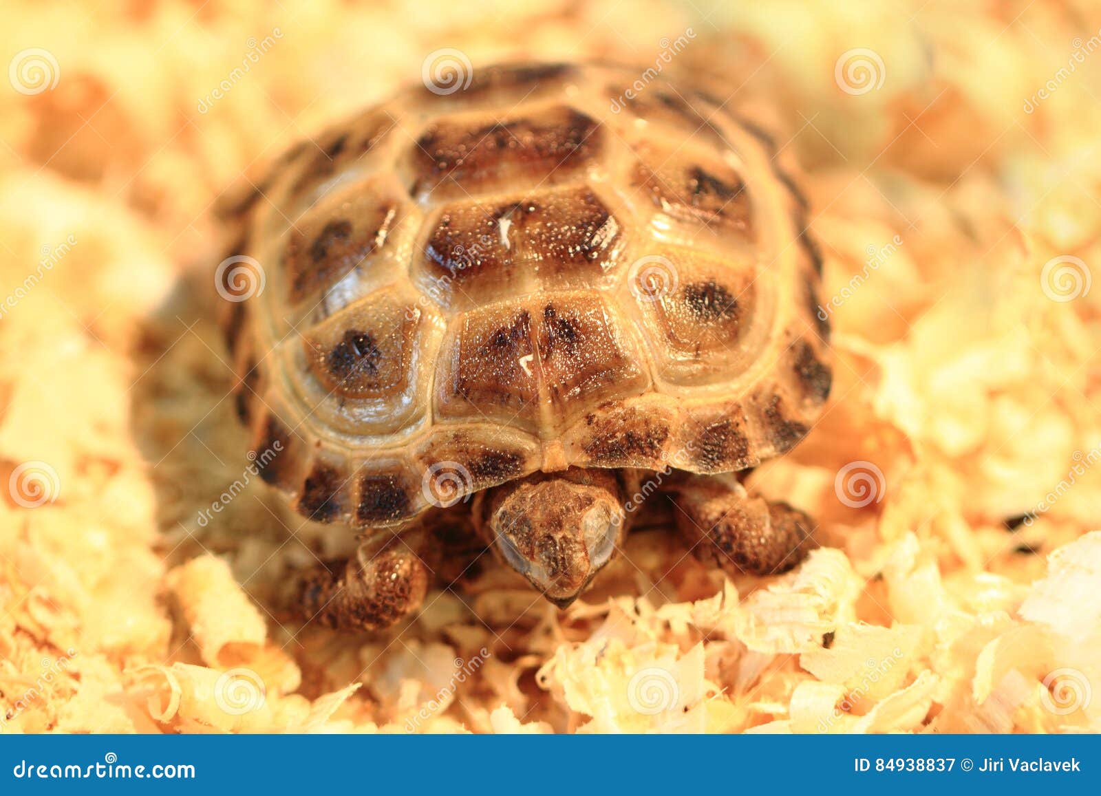 Small Terrestrial Turtle Royalty-Free Stock Photography | CartoonDealer ...