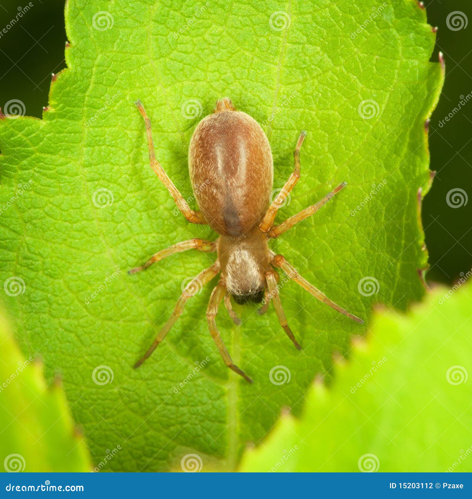 Small Thick Spider on Green Leaf Stock Photo - Image of entomology ...