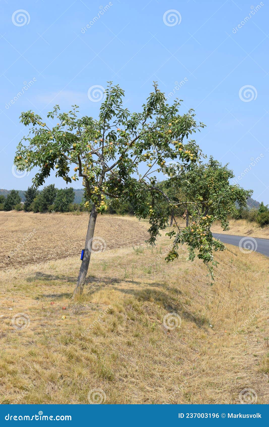 Small Thin Apple Tree Full of Fruit in Front of a Harvested Field Stock ...