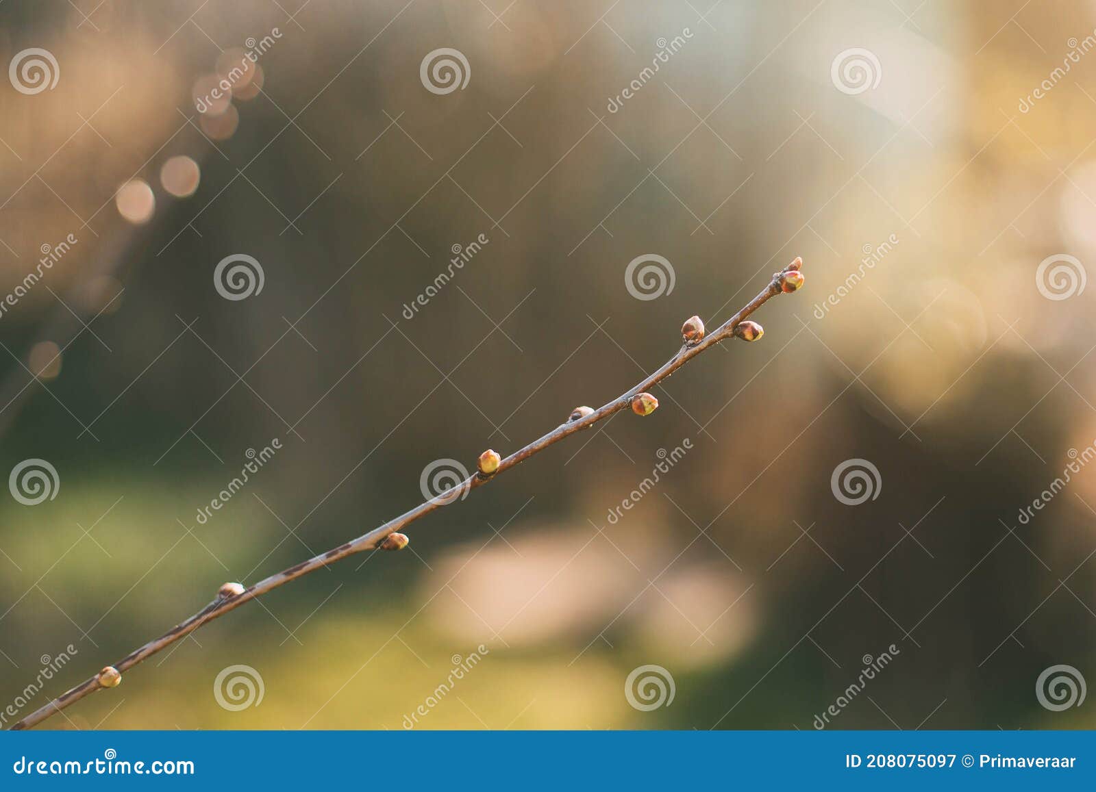 Thin Spring Twig Close Up on Natural Background, Spring Concept Stock ...