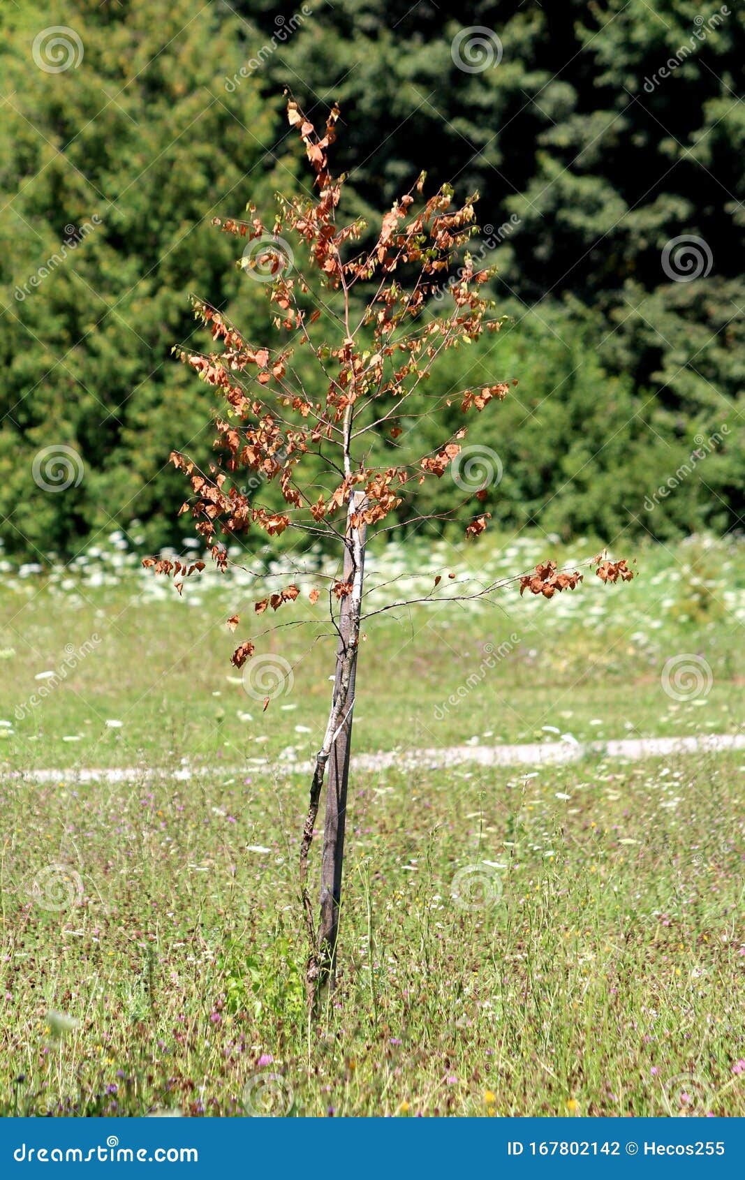 Small Thin Tree with Treetop Completely Filled with Dried Light Brown ...