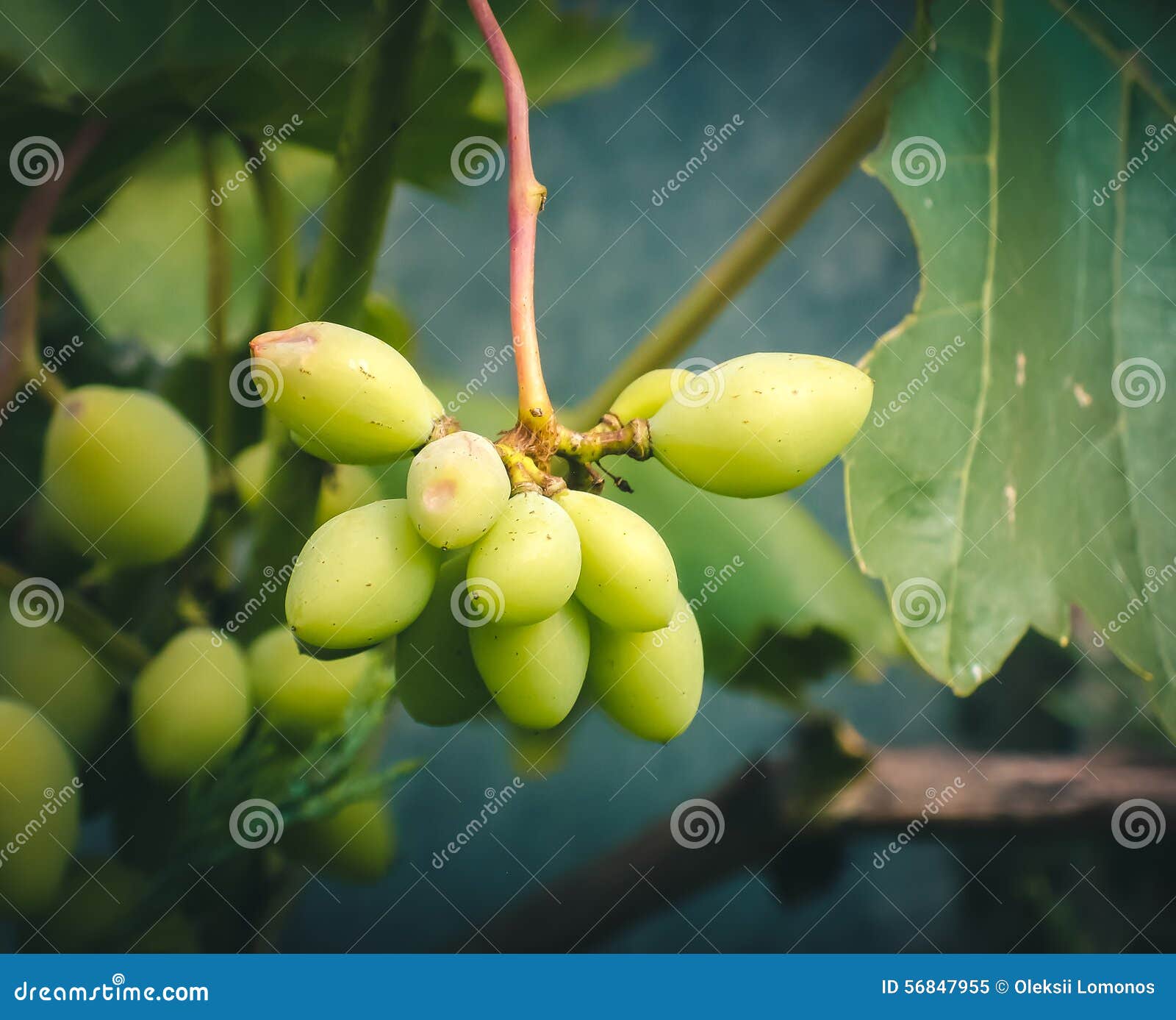 Small Thin Vine Holds a Bunch of Grapes Stock Image - Image of bunch ...