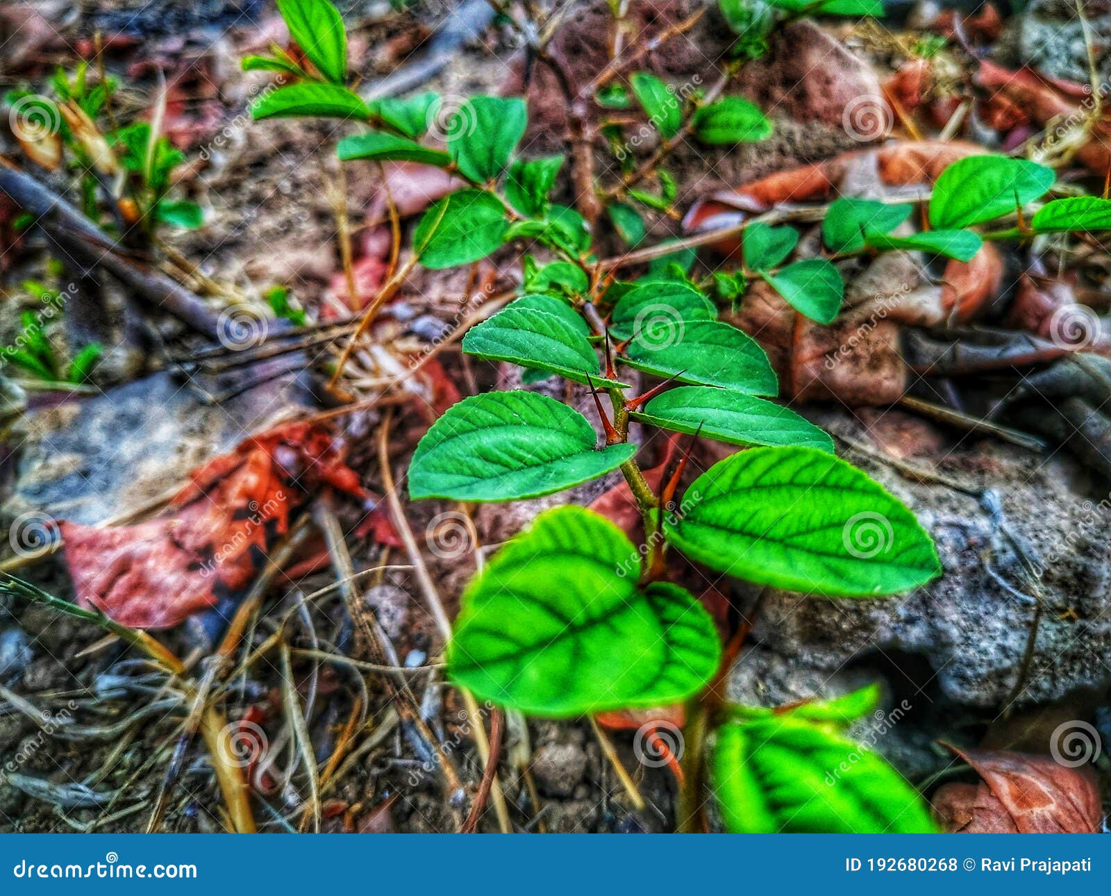Small Thorns Plant between Rocks Stock Photo - Image of nature, leaf ...