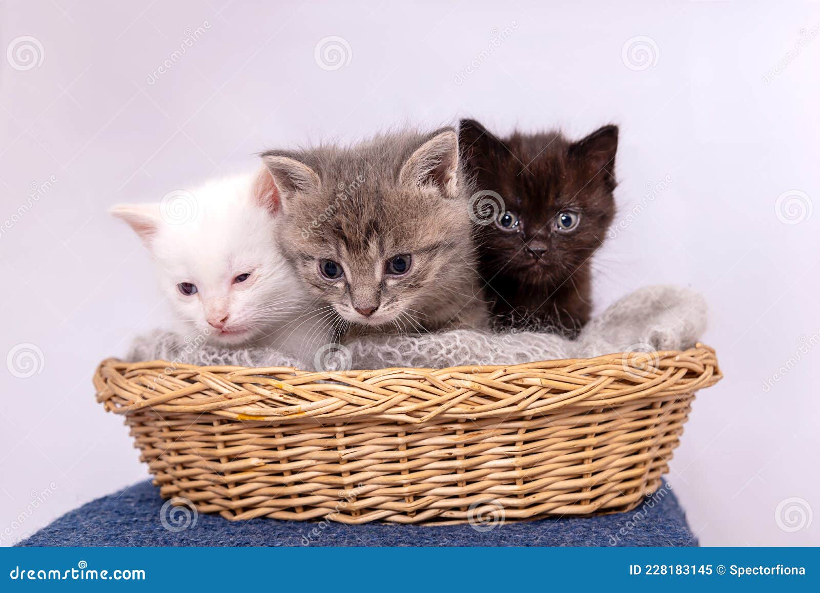 Small Three Kittens Sit Together in Straw Basket, Isolated on White ...