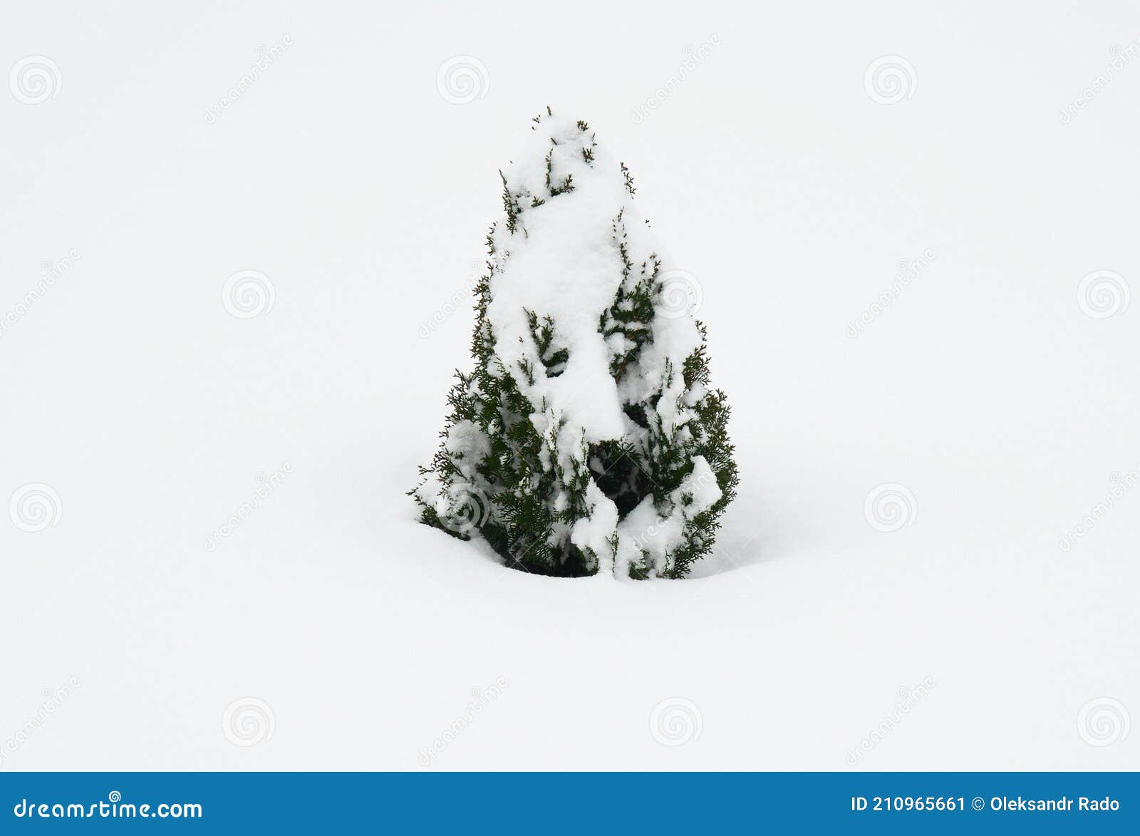 Small Thuja, Evergreen Tree Covered with Heavy Snow. Winter Care of ...