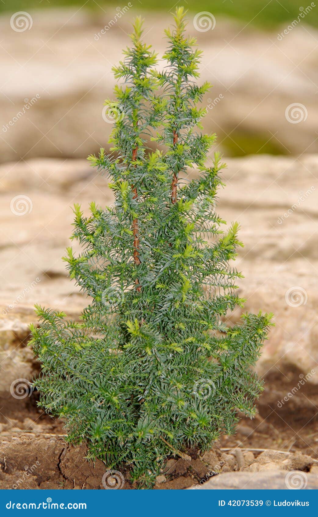 Small thuja in the garden stock image. Image of season - 42073539