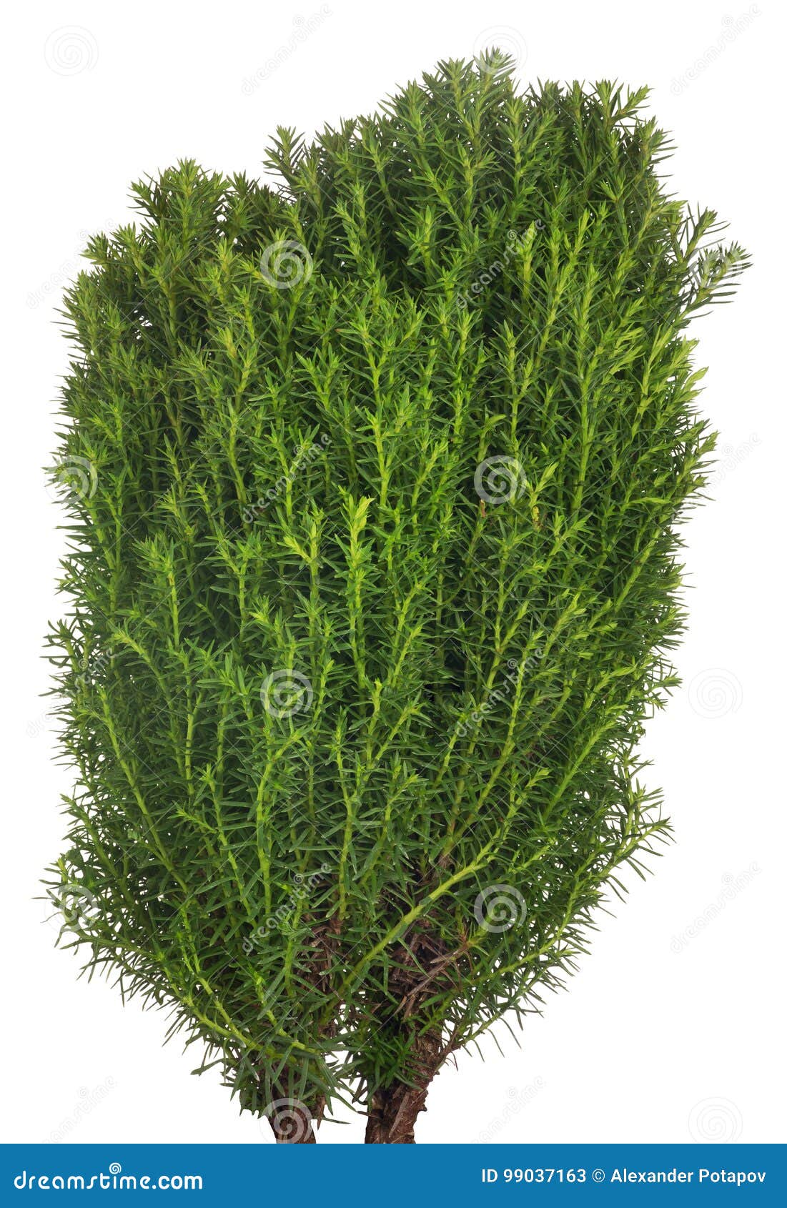 Small Thuja, Evergreen Tree Covered With Heavy Snow. Winter Care Of ...