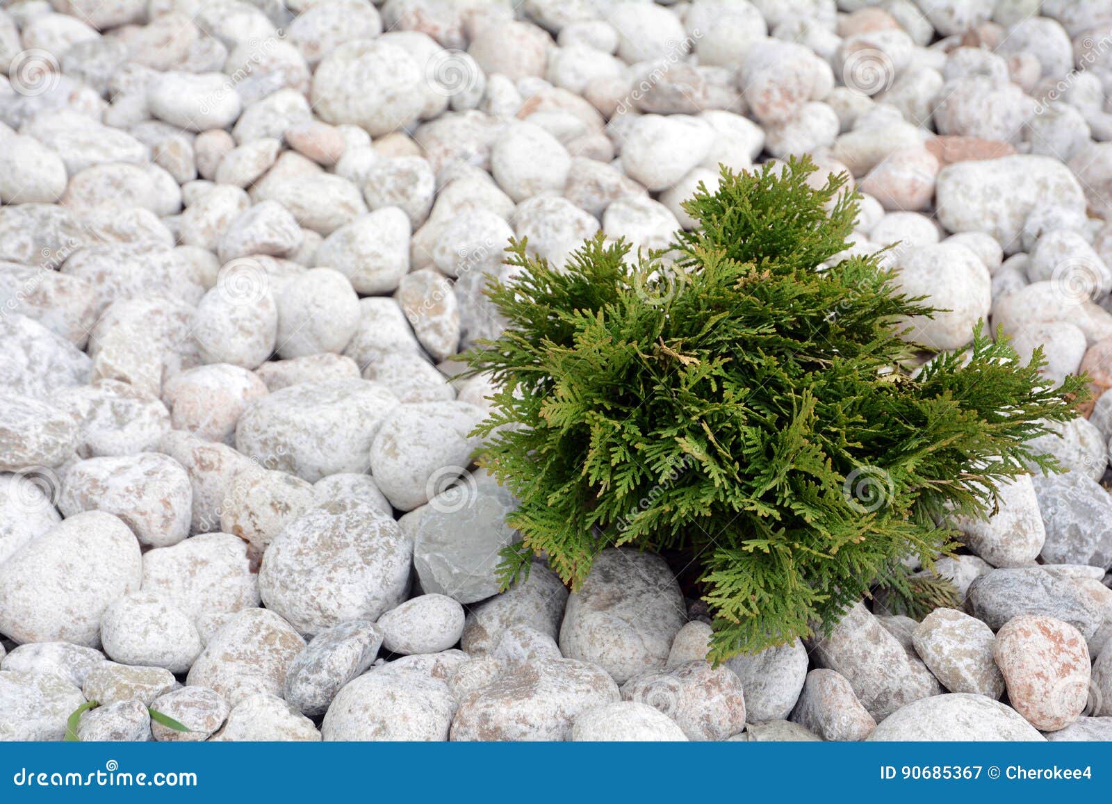 Small Thuja, Evergreen Tree Covered With Heavy Snow. Winter Care Of ...
