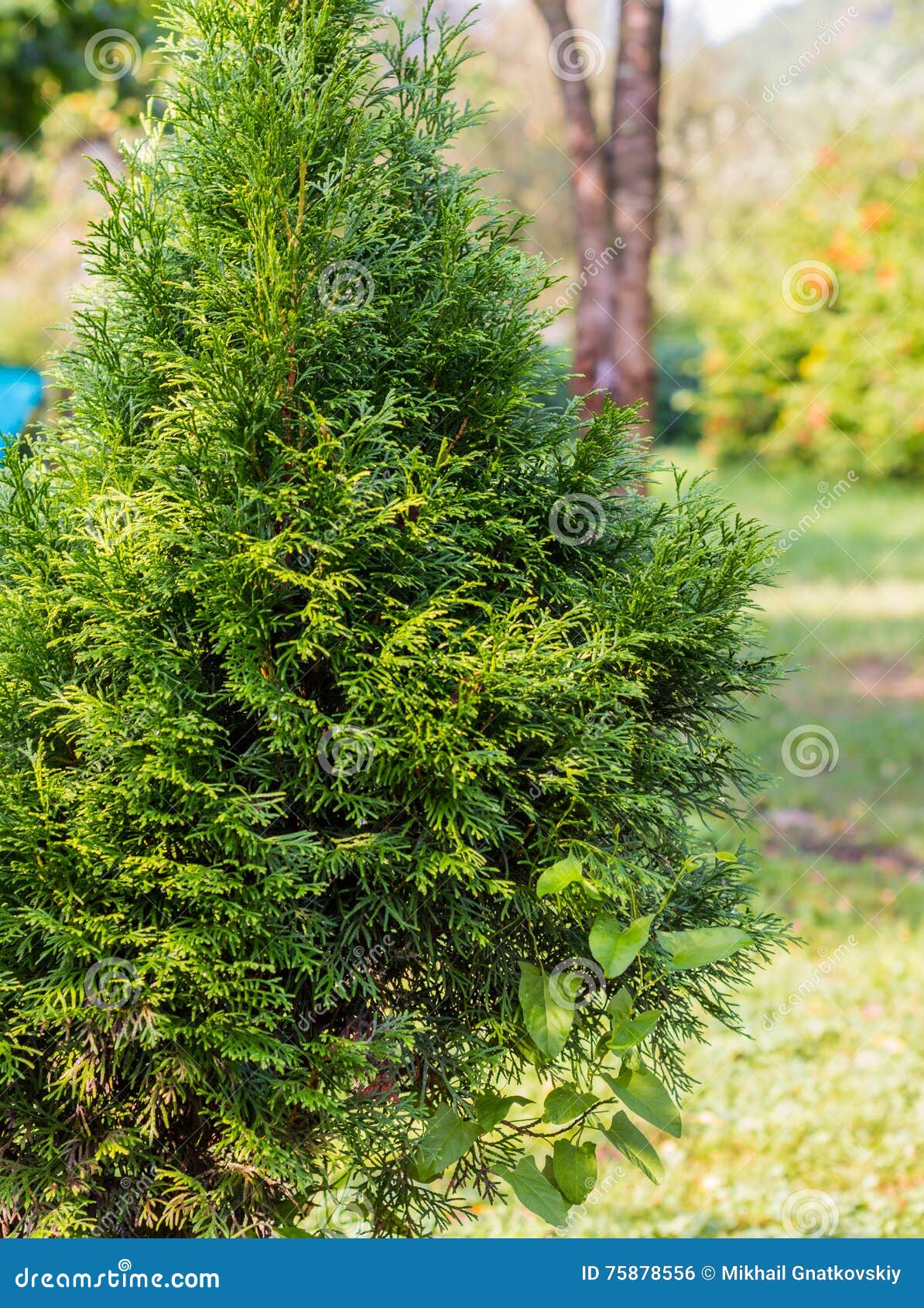 Small Thuja Tree, Yellow and Green Blur Background Stock Photo - Image ...