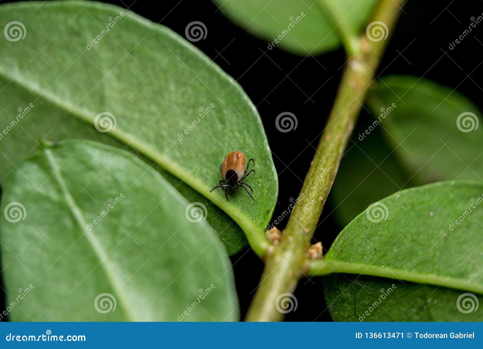 Tick on the Green Leaf Waiting the Host Stock Image - Image of small ...