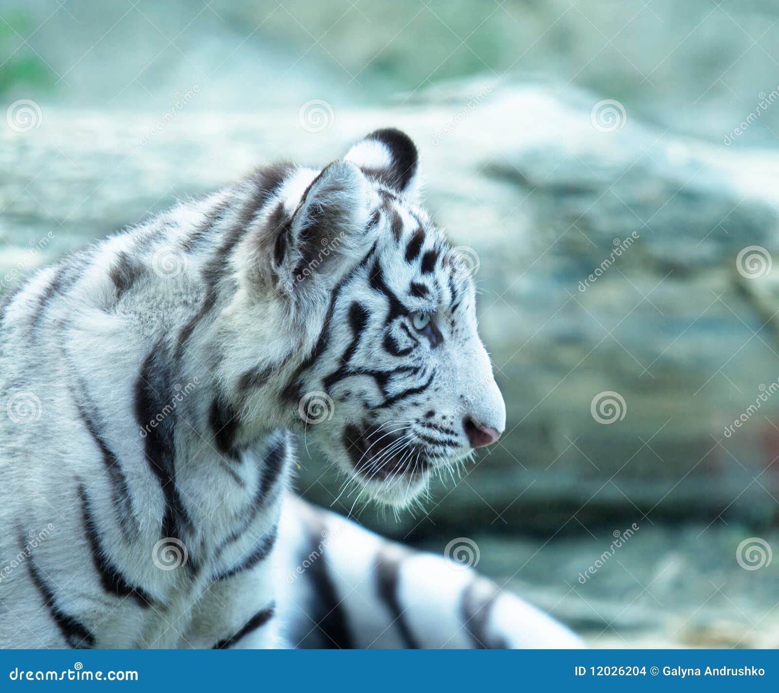 Small tiger stock photo. Image of furry, wildlife, striped - 12026204