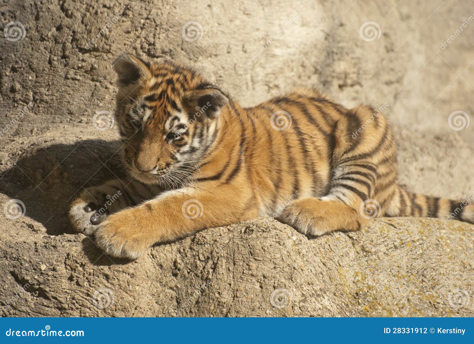 Small tiger stock photo. Image of exotic, predator, regal - 28331912