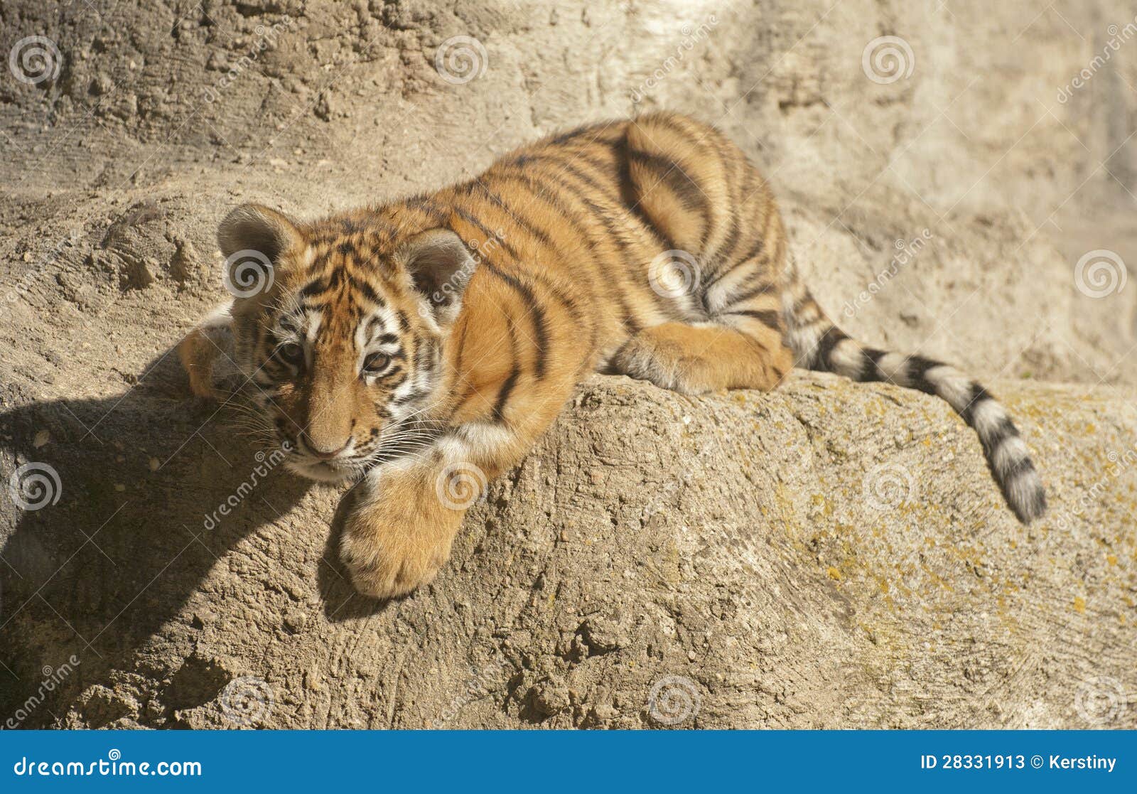 Small tiger stock image. Image of strip, focused, rest - 28331913