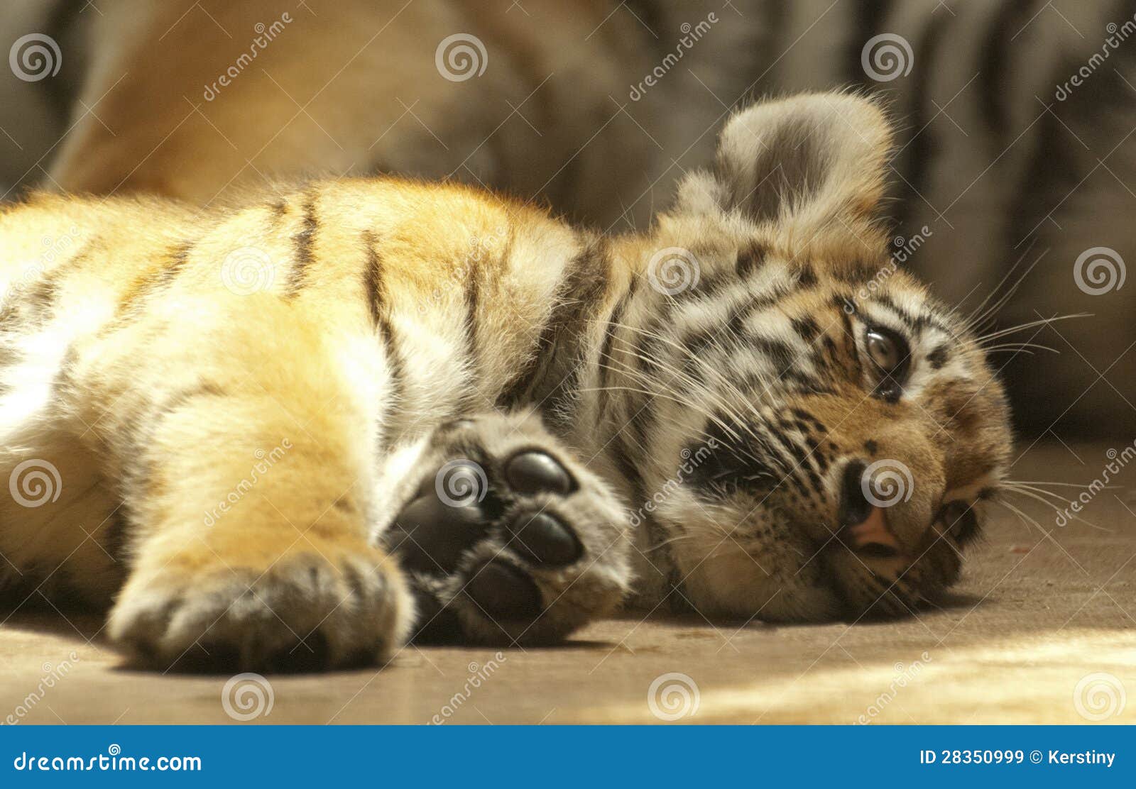 Small tiger stock image. Image of watching, reddish, looking - 28350999