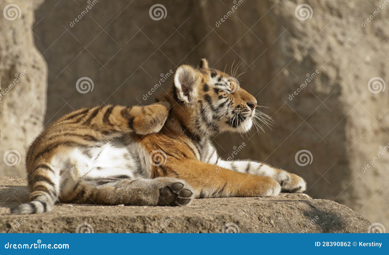 Small tiger stock photo. Image of orange, beautiful, black - 28390862
