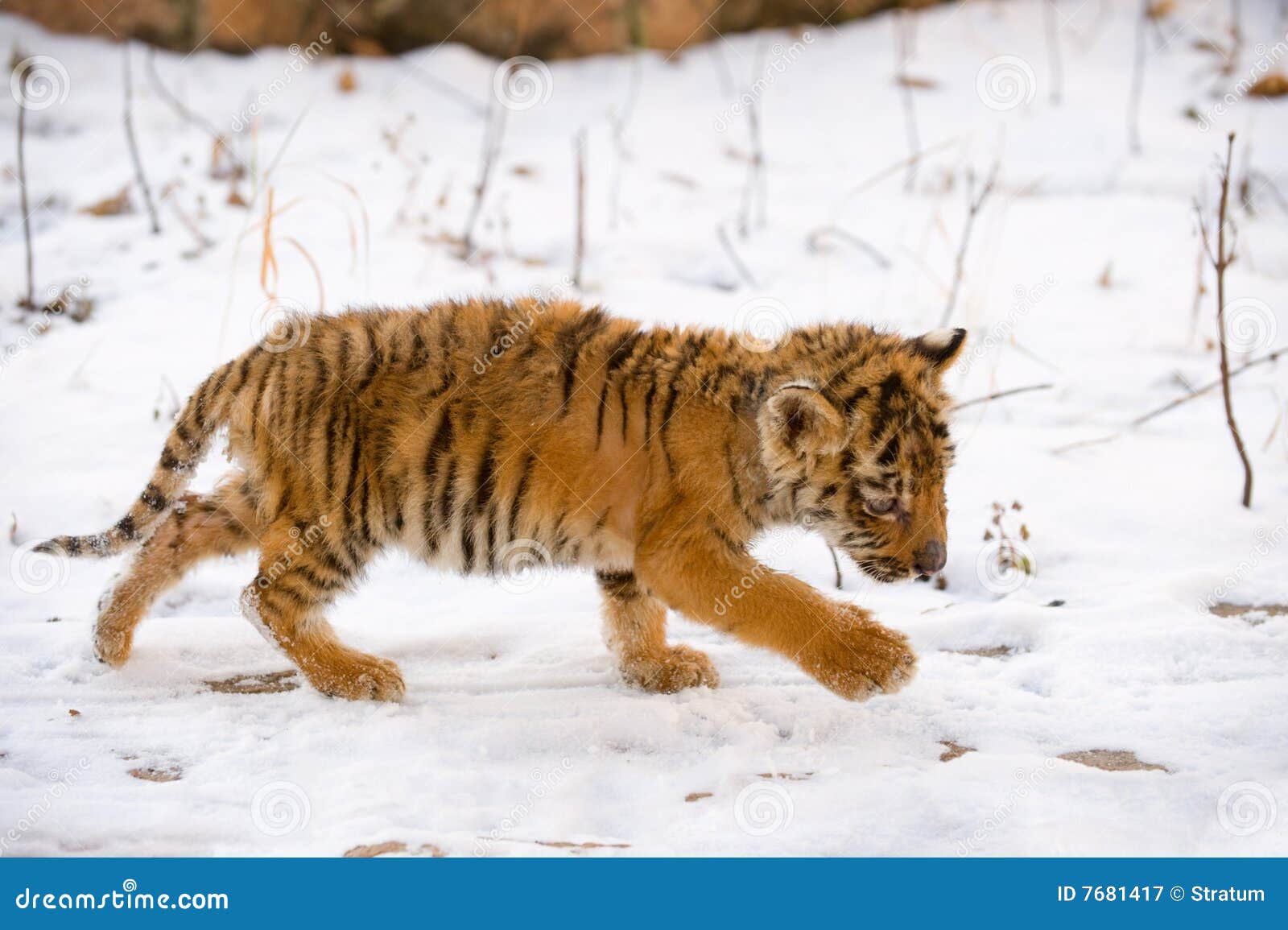 Small tiger stock image. Image of white, small, tiger - 7681417