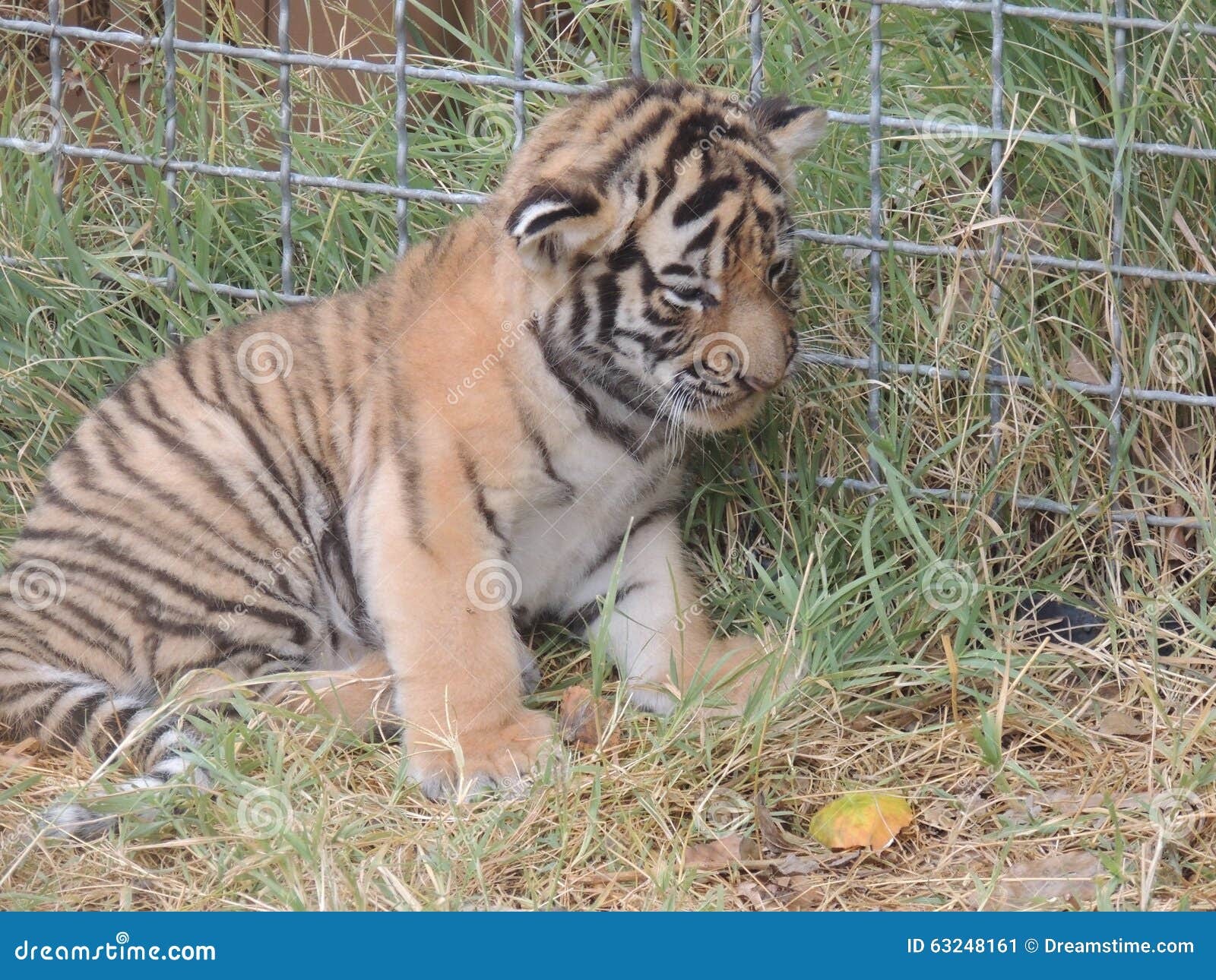 Small Tiger Stock Photo | CartoonDealer.com #10703622