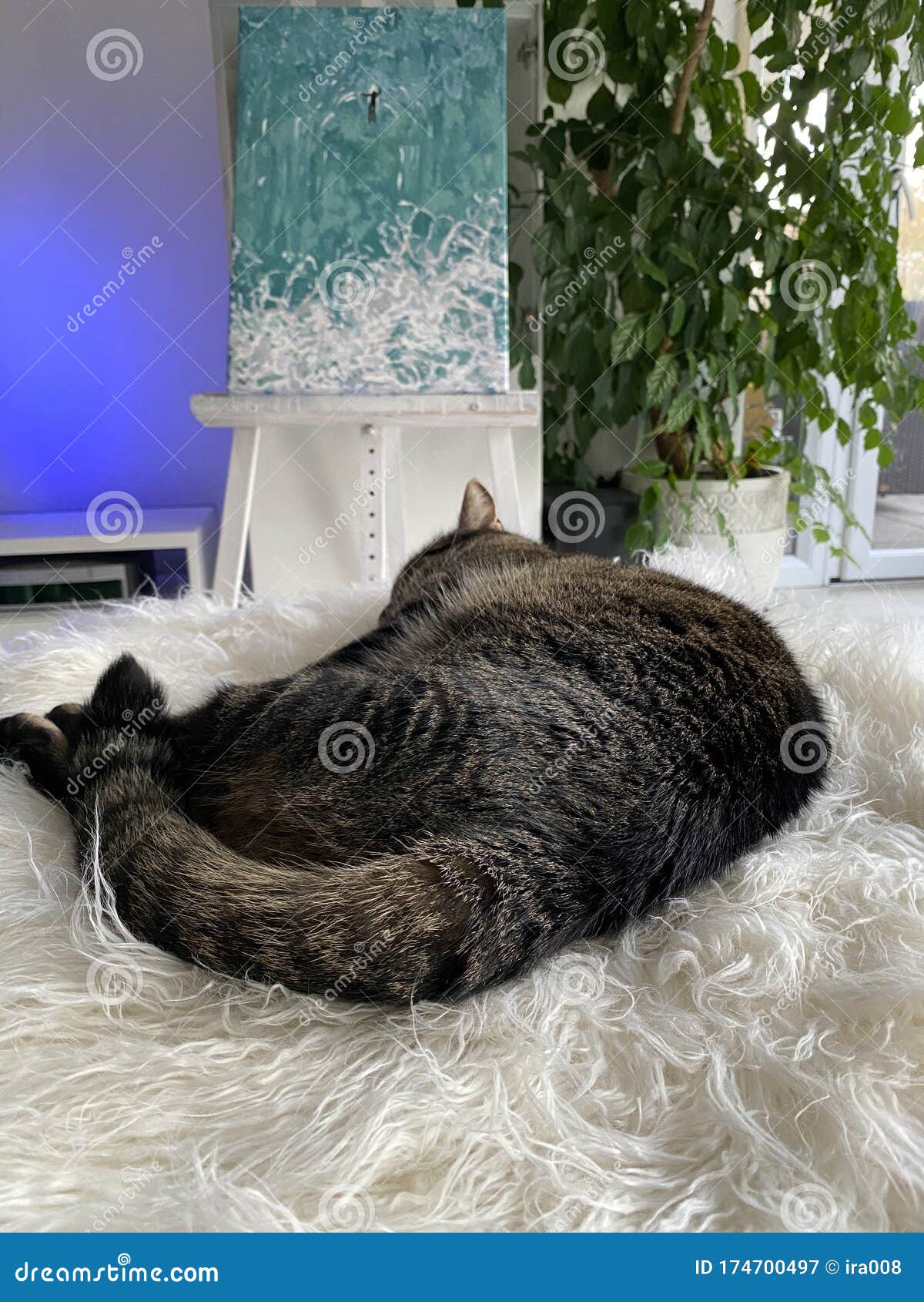 Small Tiger Cat is Sleeping Happy on a Bed Stock Image - Image of eyes ...