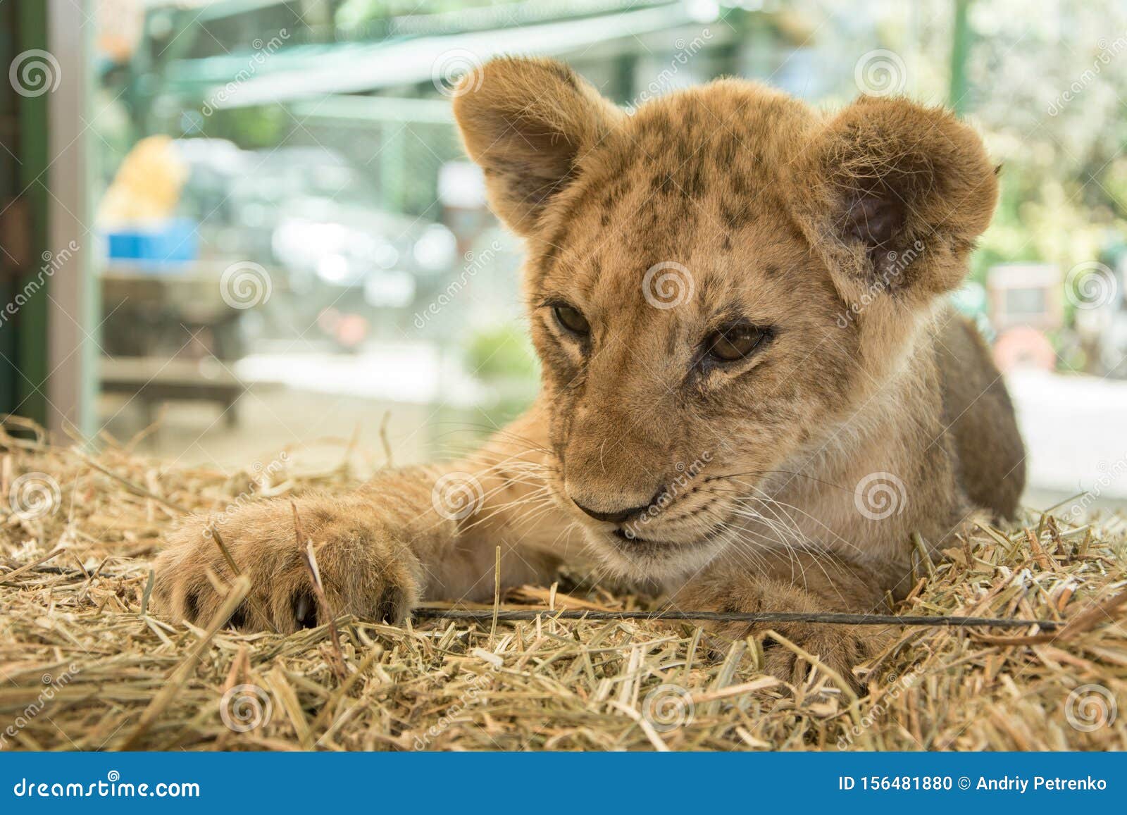 Small tiger cub stock photo. Image of beauty, animal - 156481880