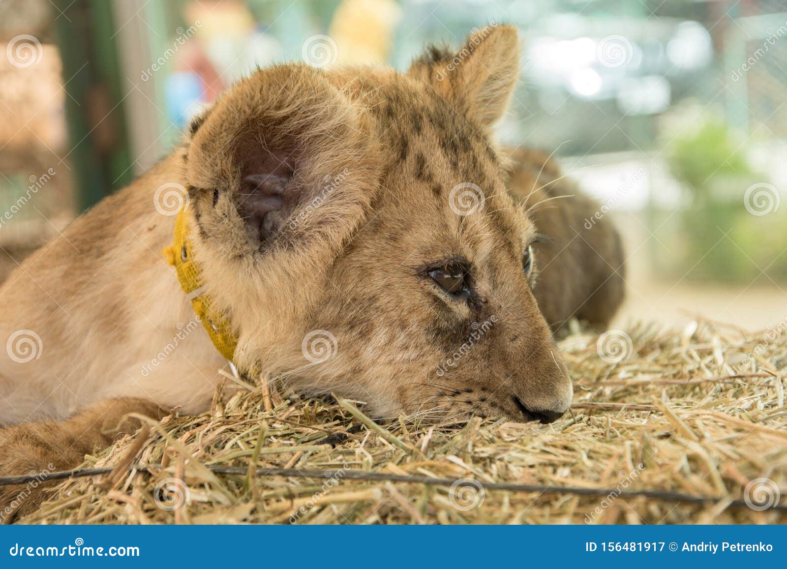Small tiger cub stock image. Image of claws, small, alertness - 156481917