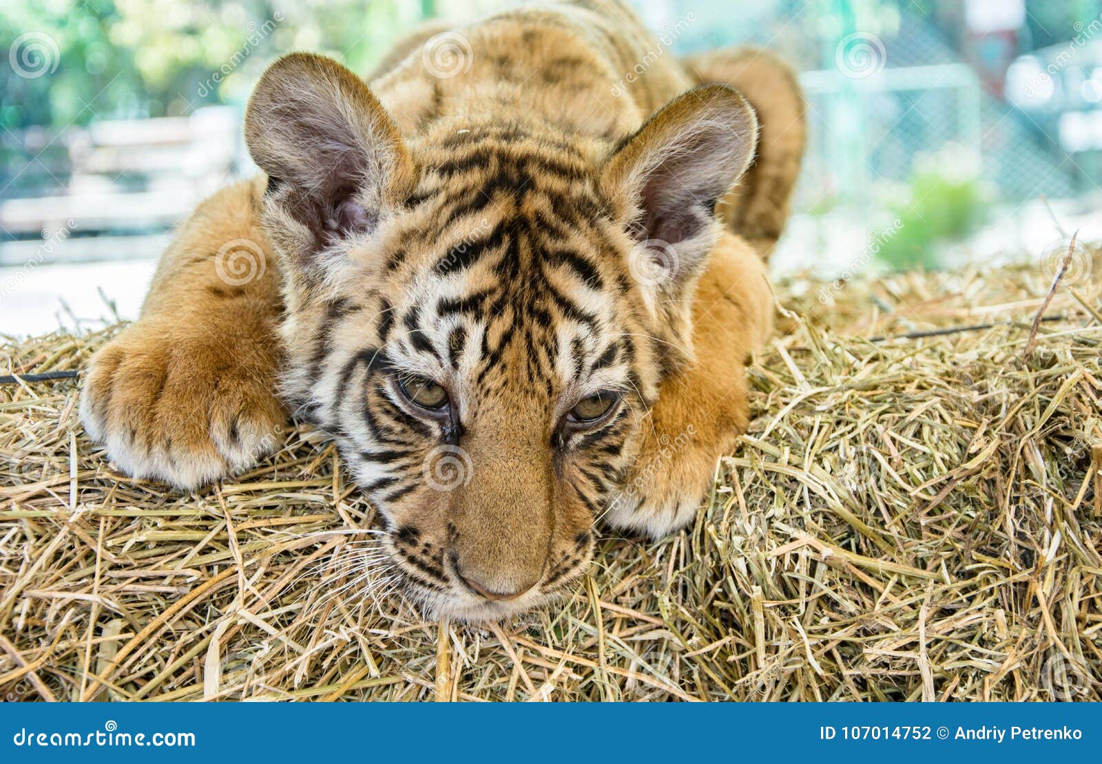 Small tiger cub stock photo. Image of enchanting, cute - 107014752