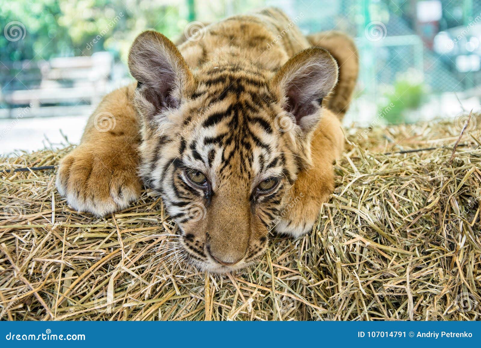 Small tiger cub stock image. Image of animal, enchanting - 107014791