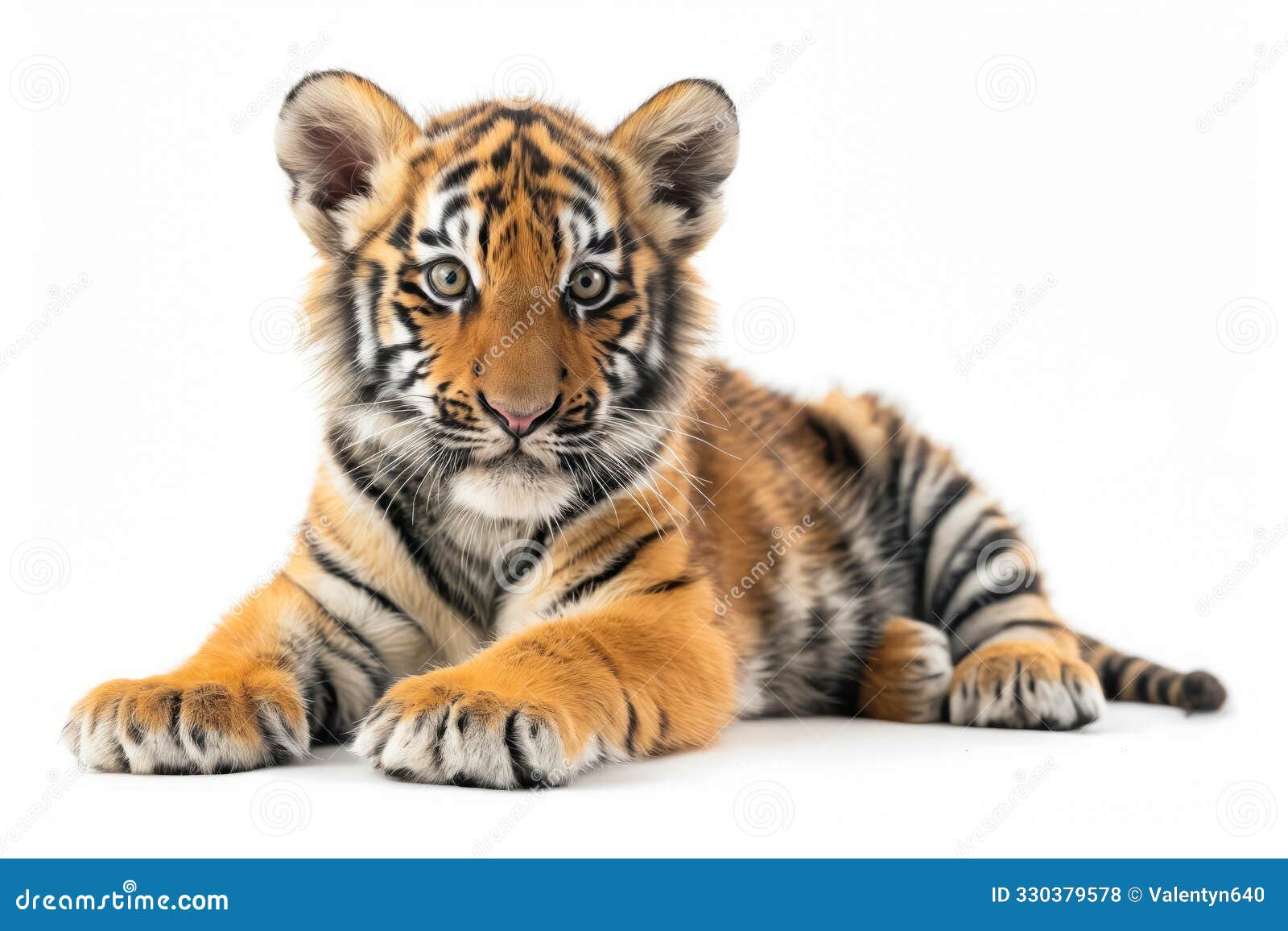 A Small Tiger Cub Laying Down on a White Surface. Generative AI Stock ...