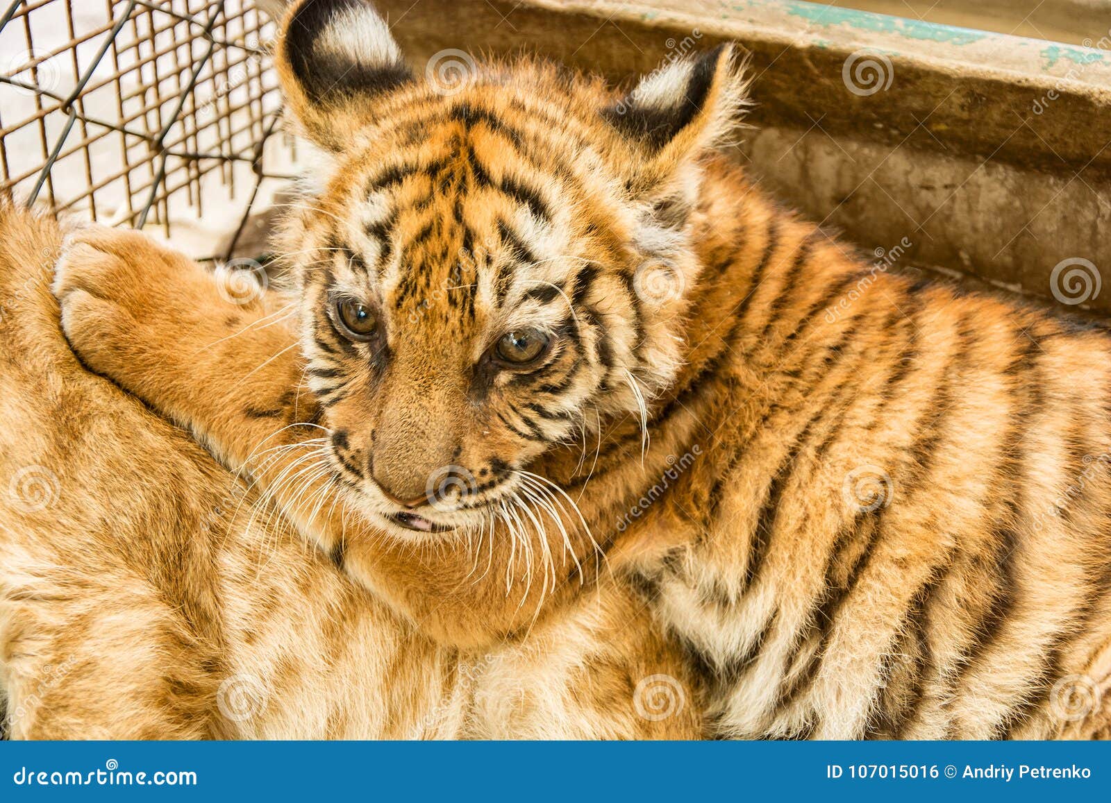 Small tiger cub stock photo. Image of littler, cutie - 107015016