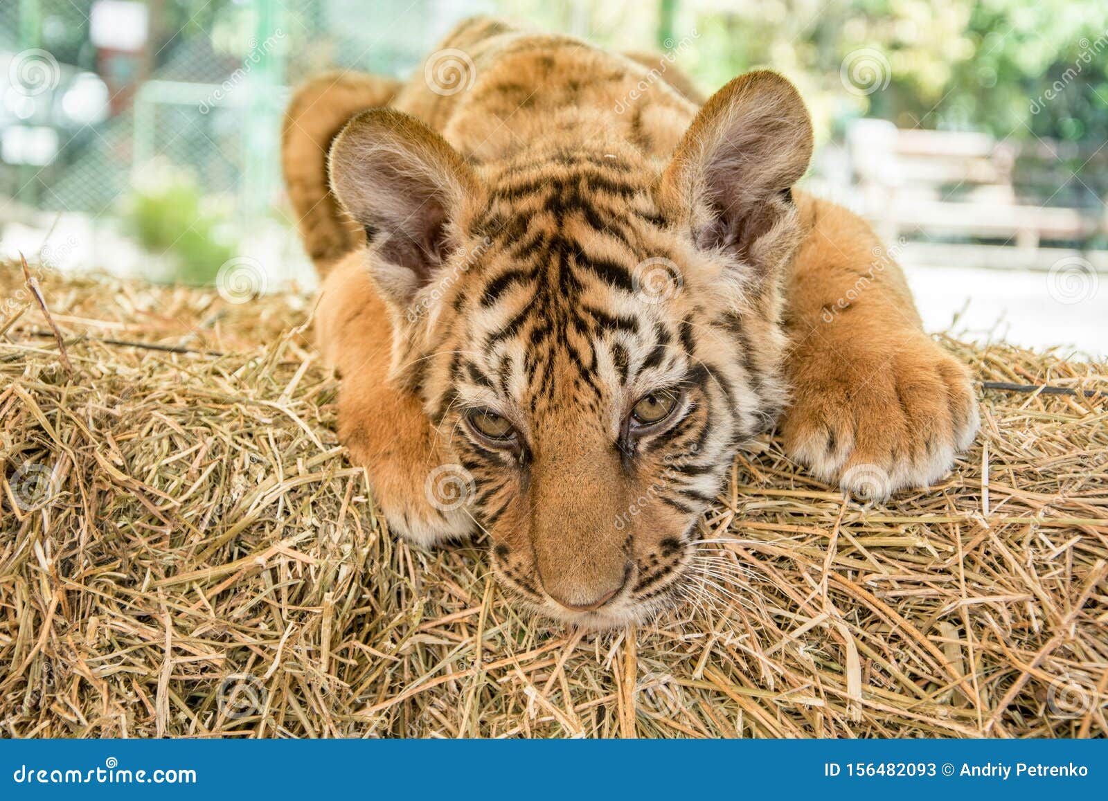 Small tiger cub stock image. Image of sumatran, littler - 156482093